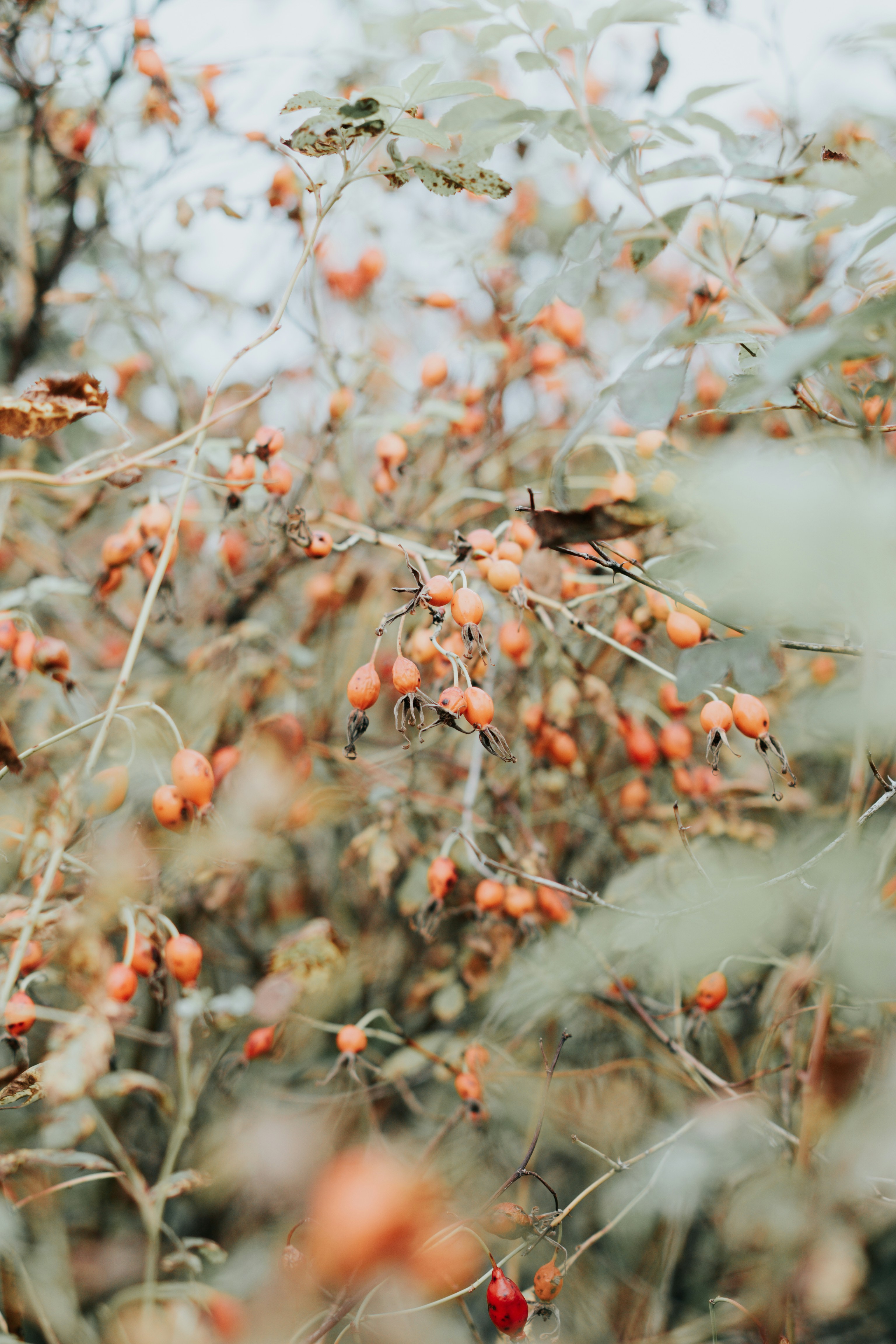 Photo by Andrey K with Sony Alpha 7 IV