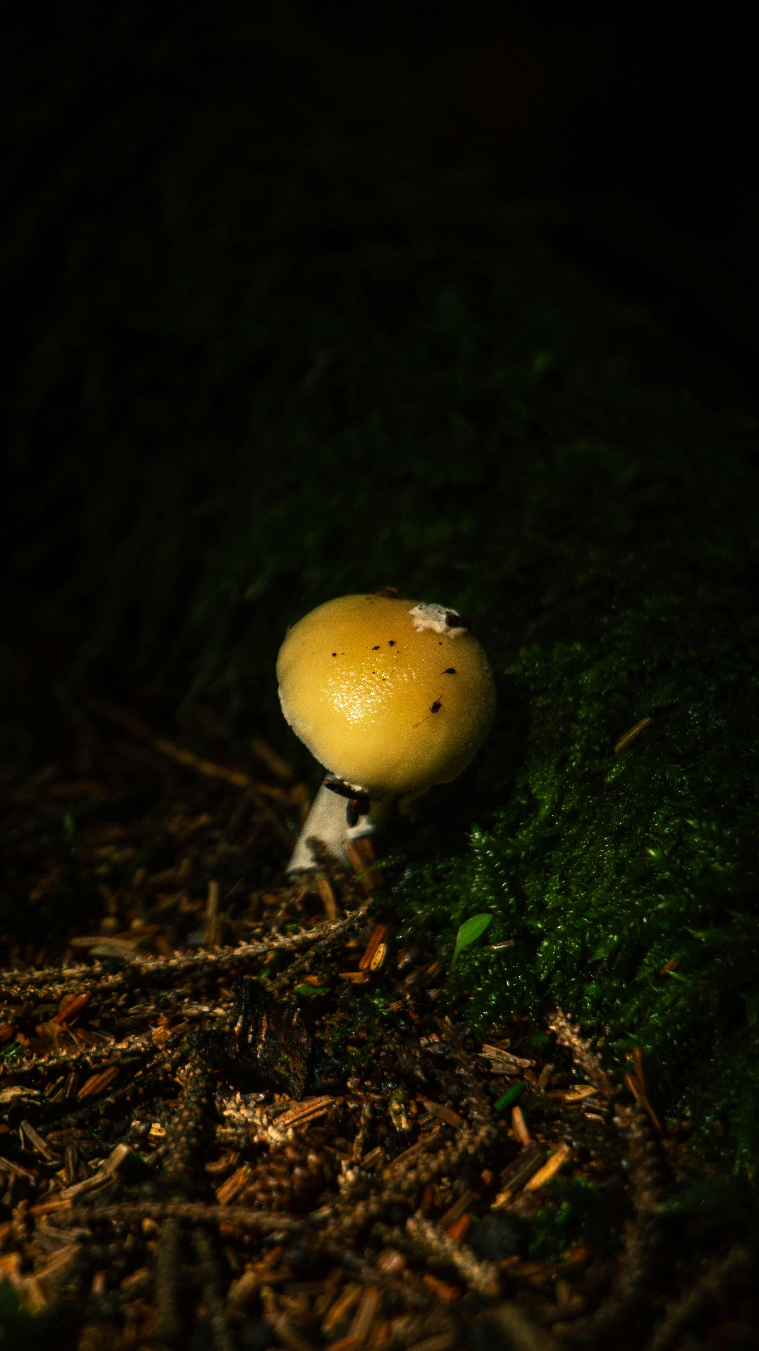Goldcap in the Moss: A Humble Mushroom Under Nightfall