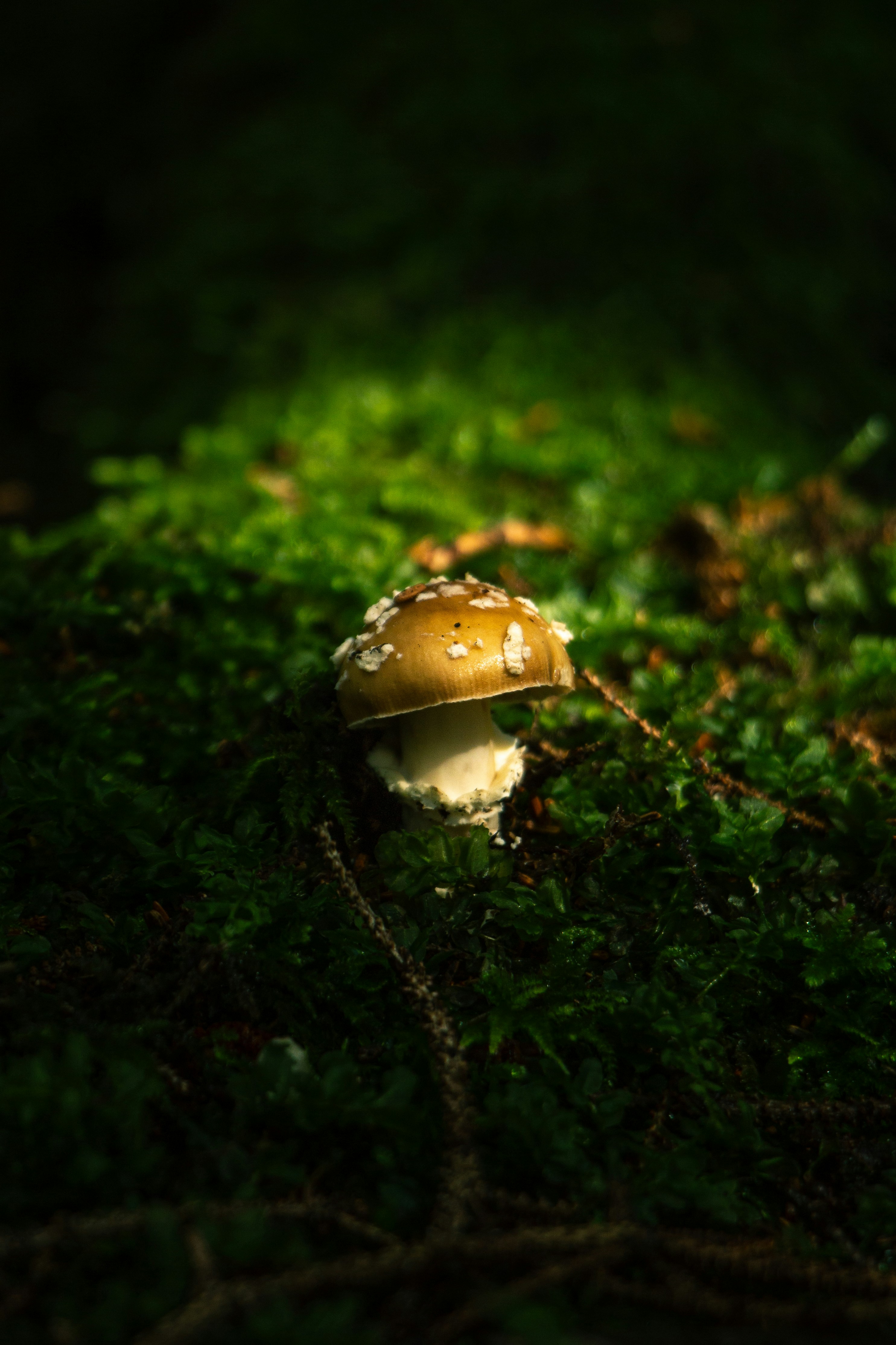 Moonlit Mushroom in a Velvet Green Patch