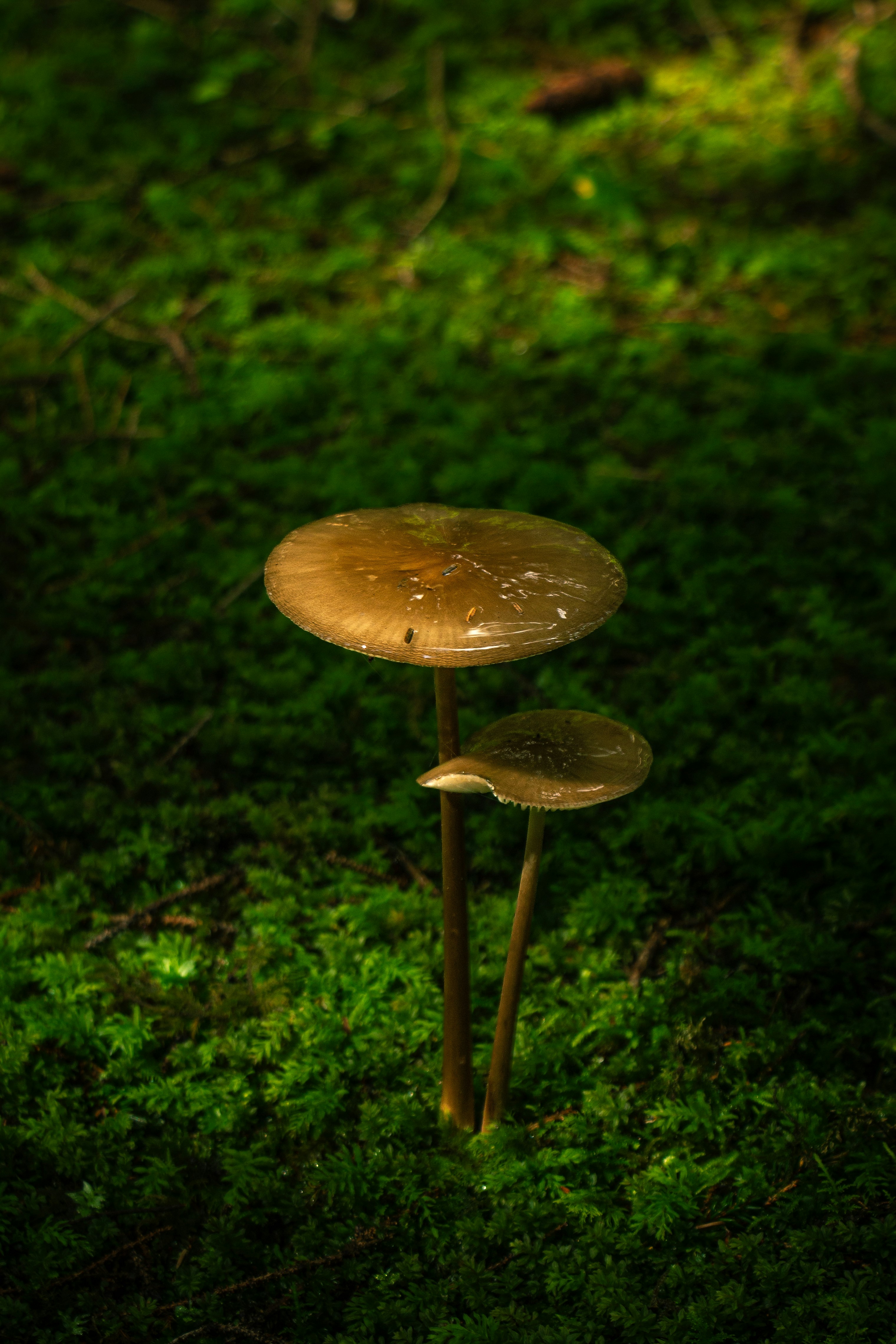 Mushroom Choir: Twin Brown Canopies Rise from Velvet Green