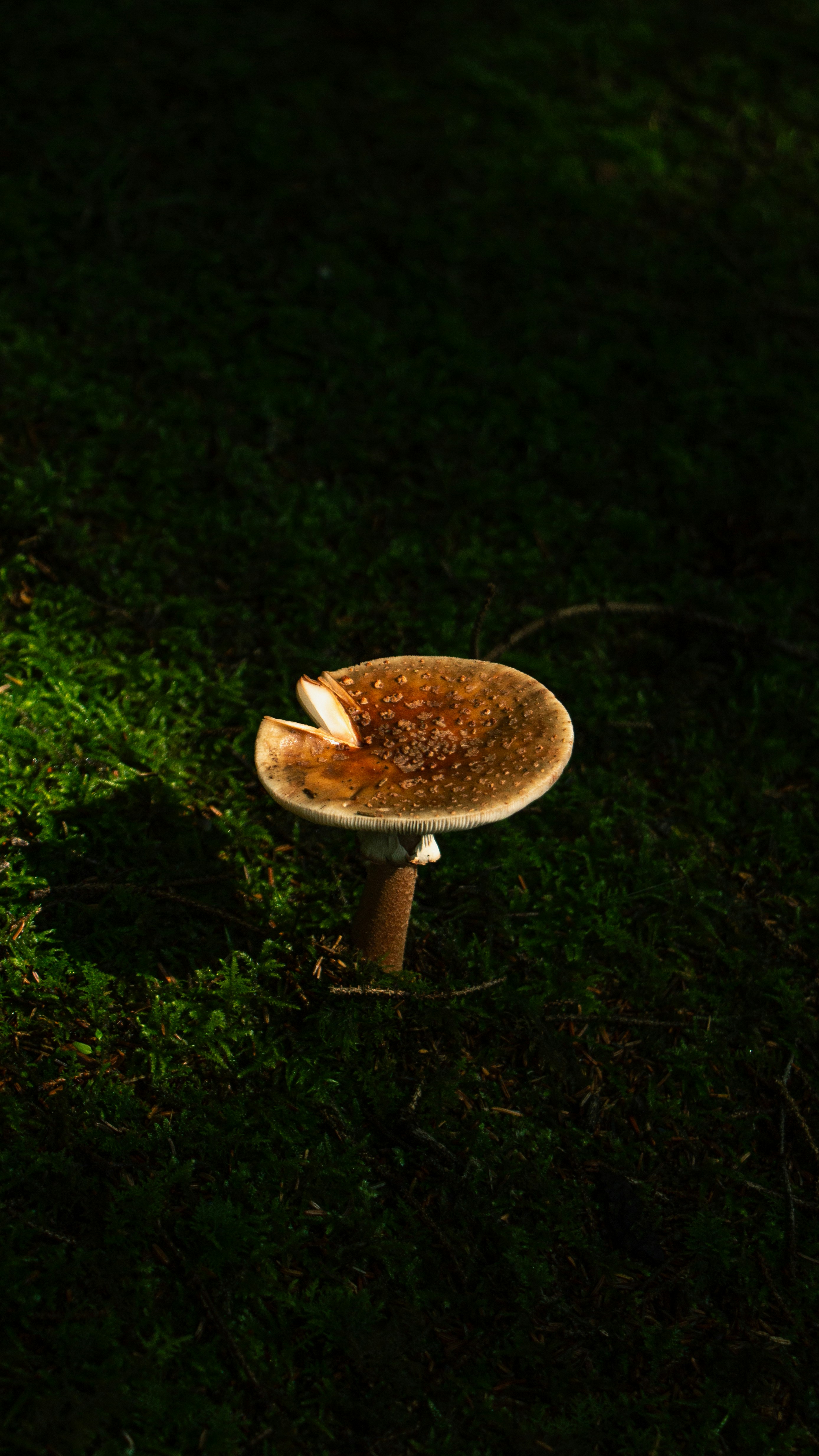 Single Mushroom Spotlight in a Quiet Forest Understory