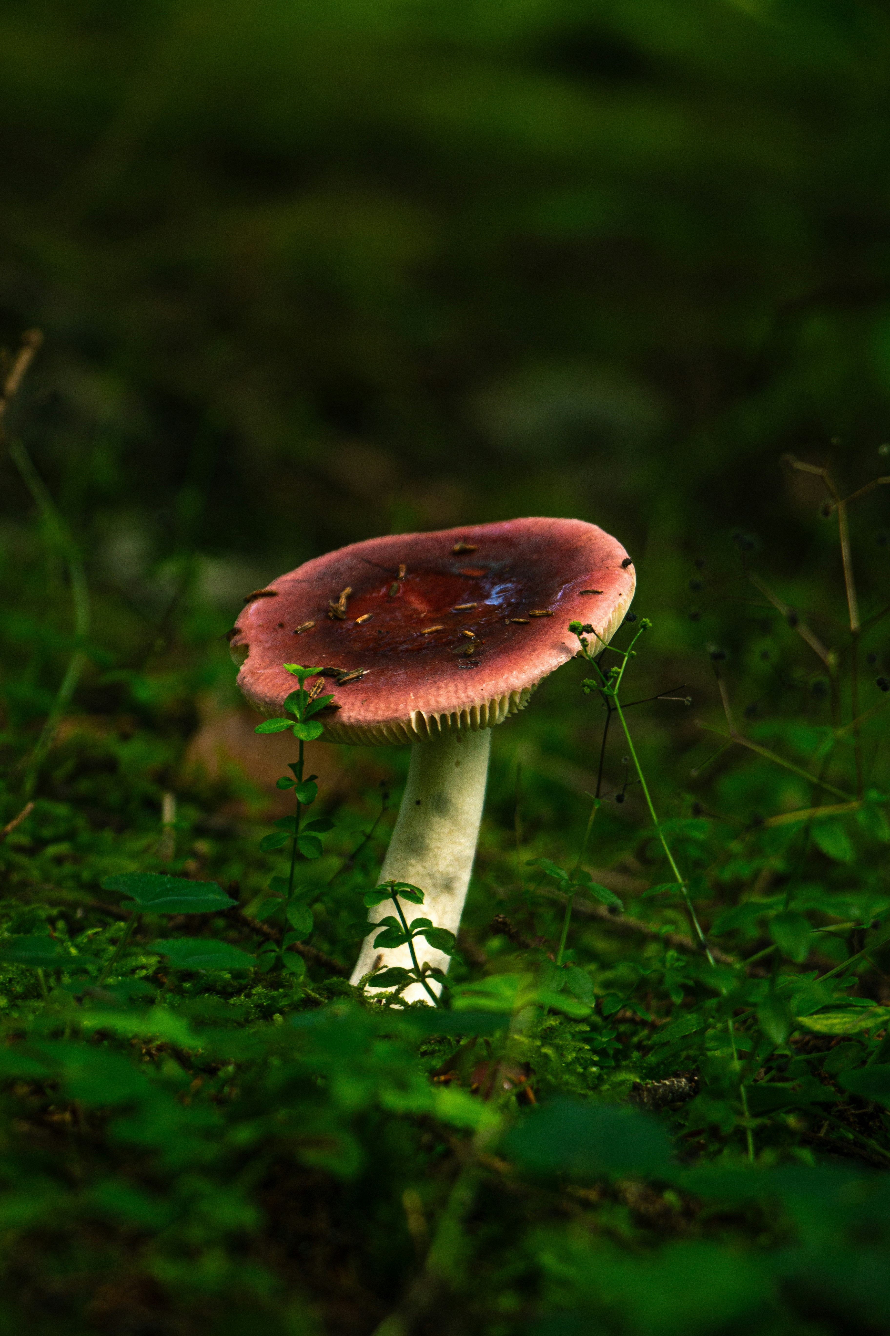 Scarlet Cap in the Shadowed Verge