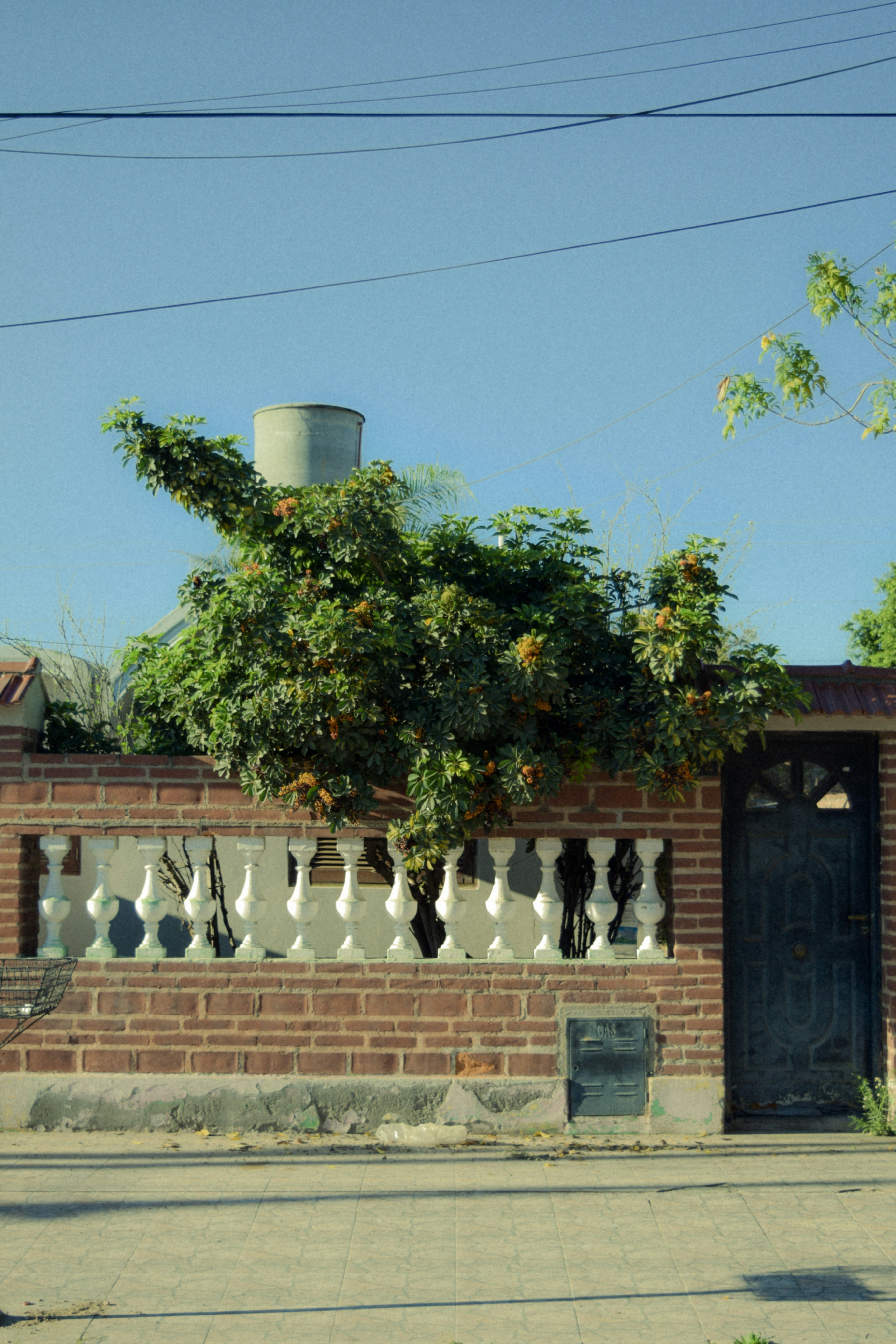 Citrus Tree Over a Brick Wall and Gate