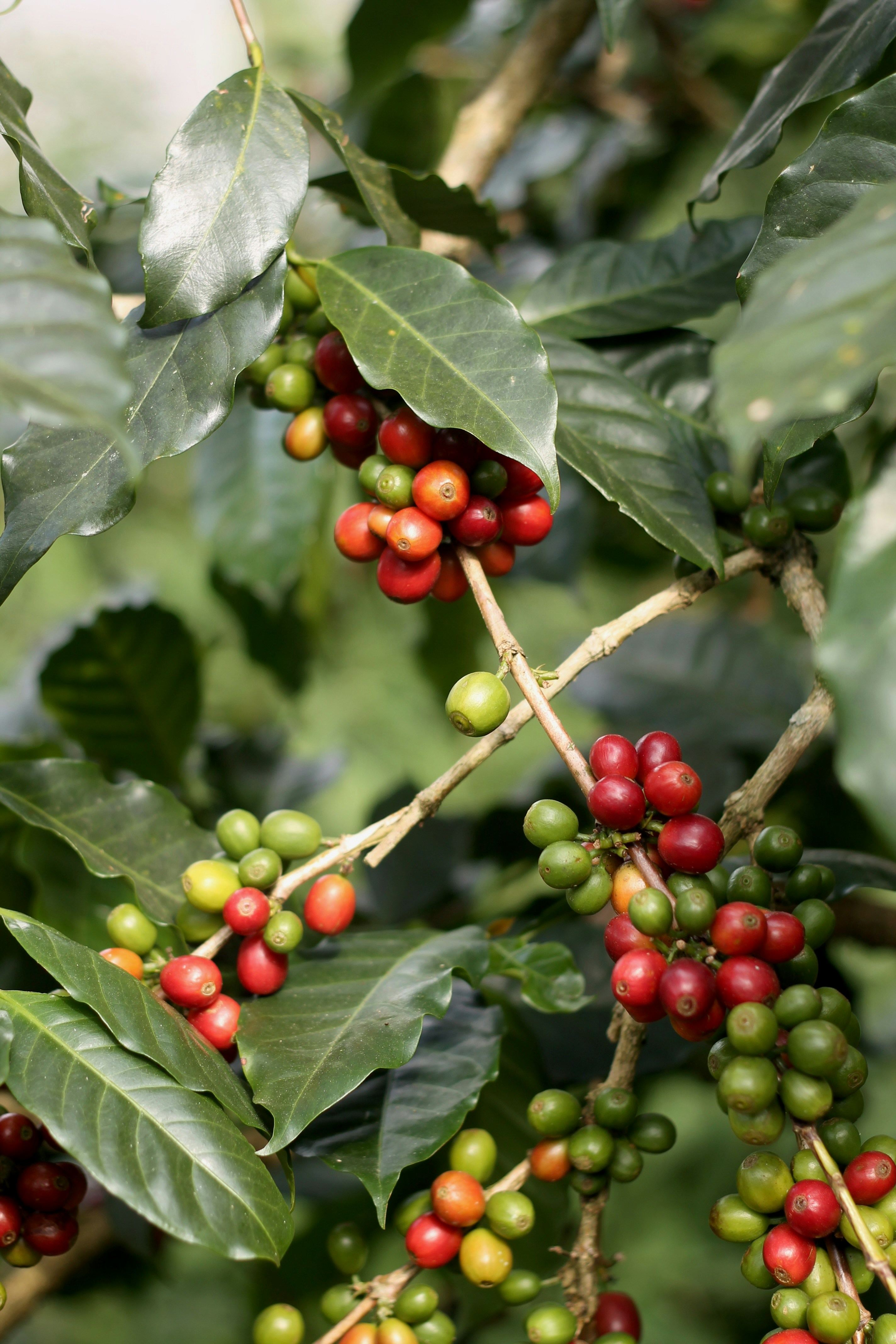 Ripe Cluster of Coffee-like Berries Nestled in Glossy Foliage