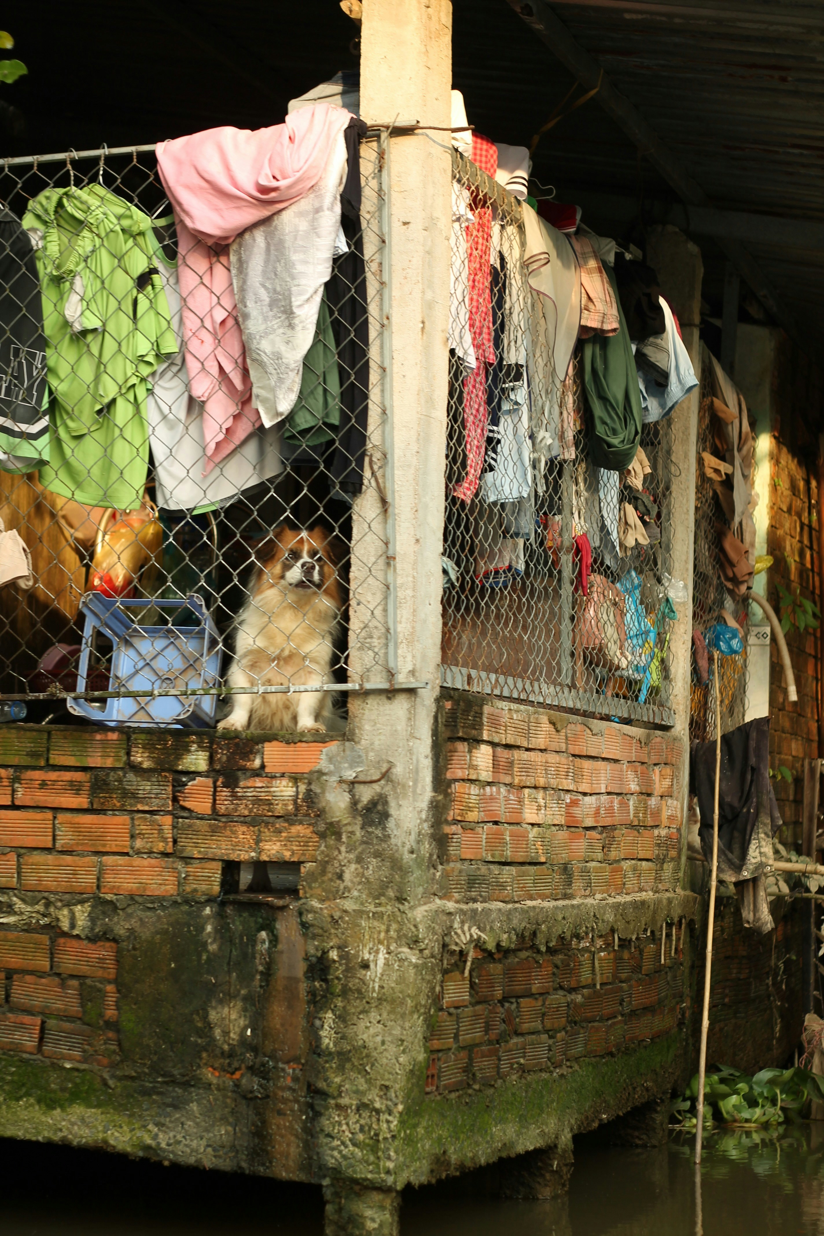 Laundered Feline Watcher on the Brick-Edge Balcony