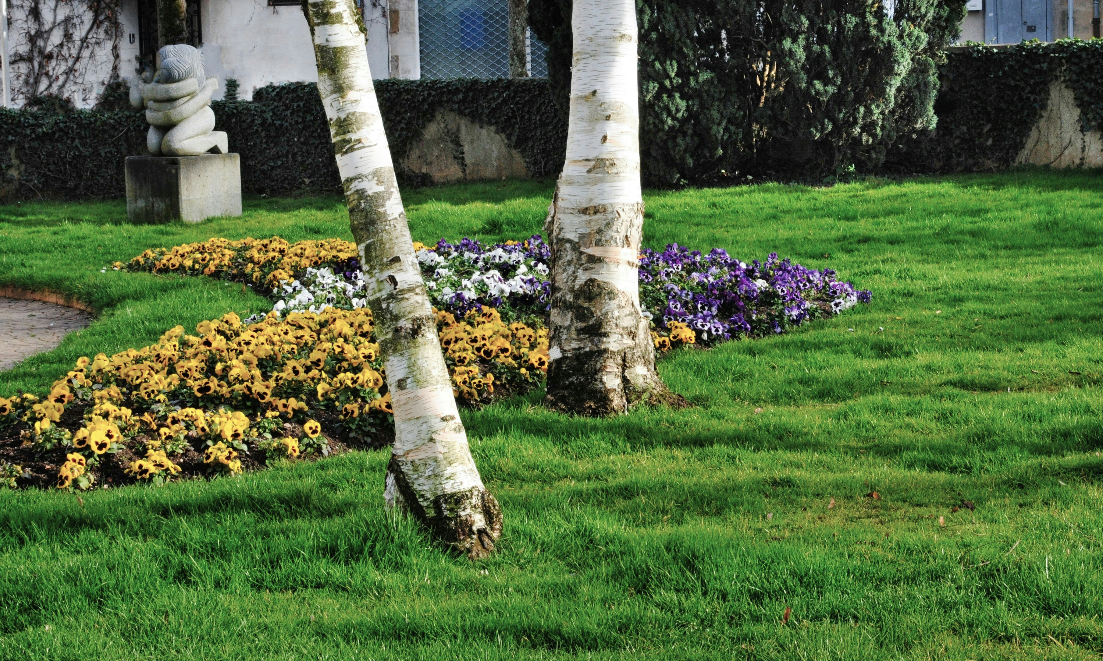 Birch Trunks and Spring Flowers in a Quiet Park