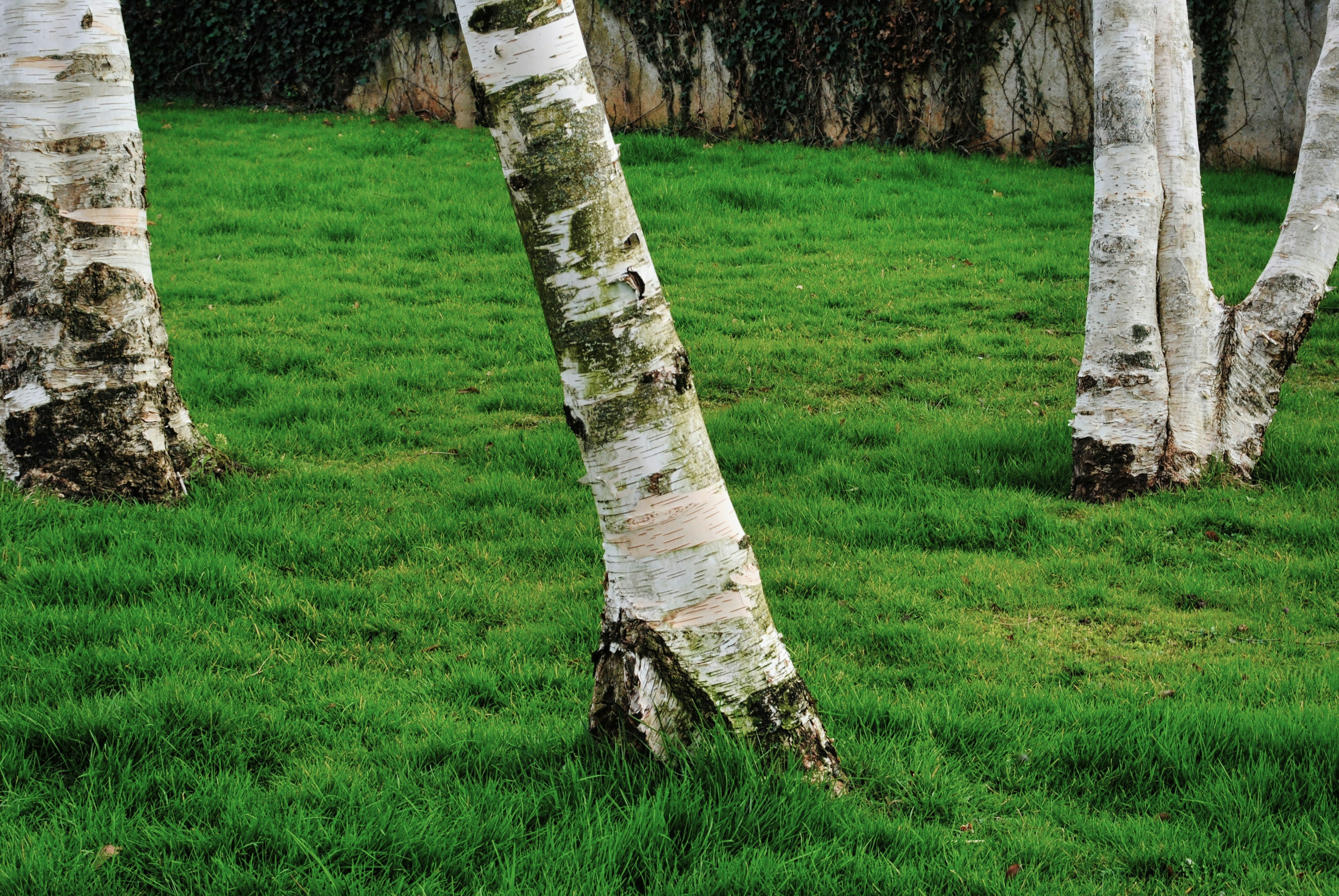 Birch Trunks in a Velvet Green Field