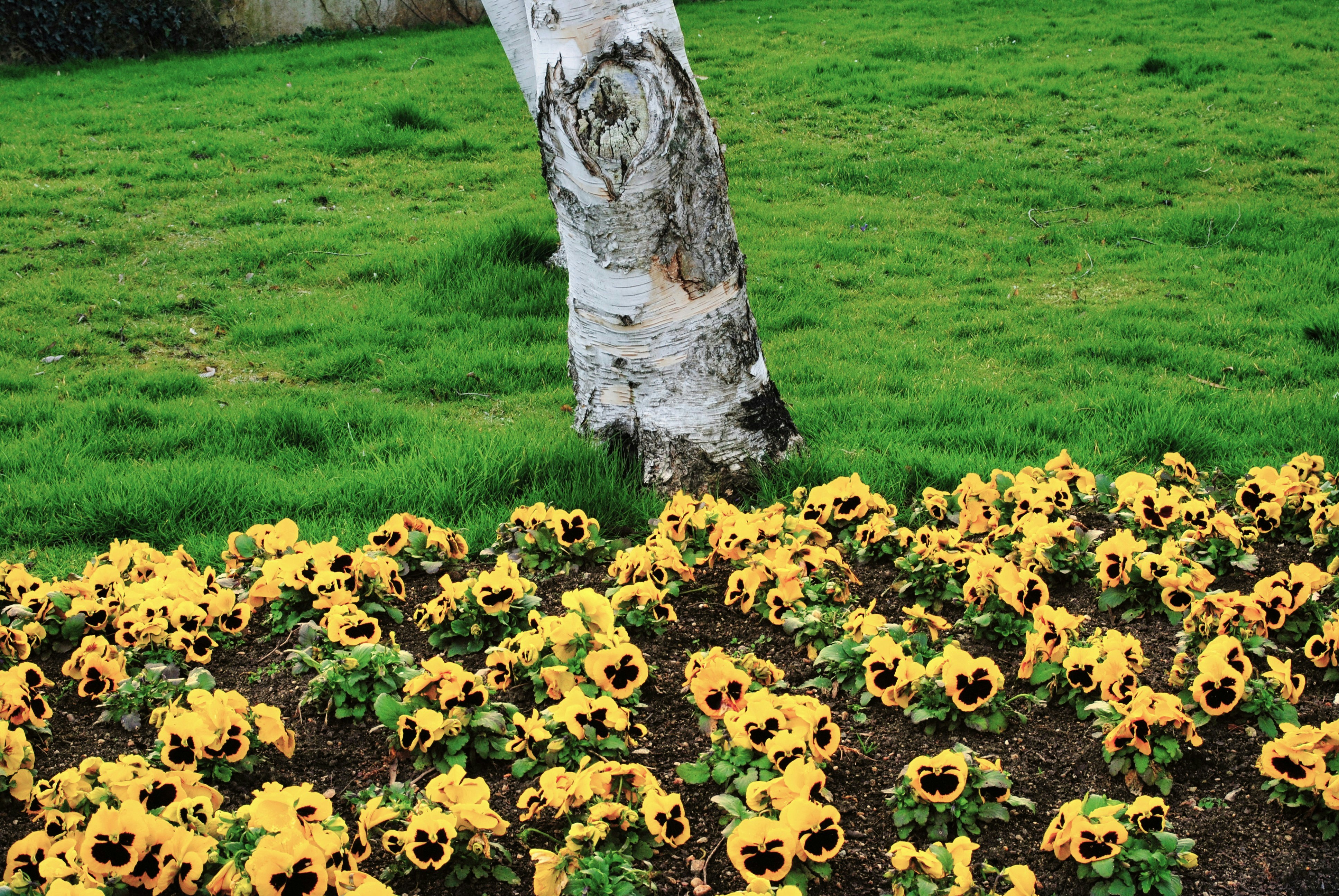 Sunlit Tulip Border Framing a Silver-Barked Tree