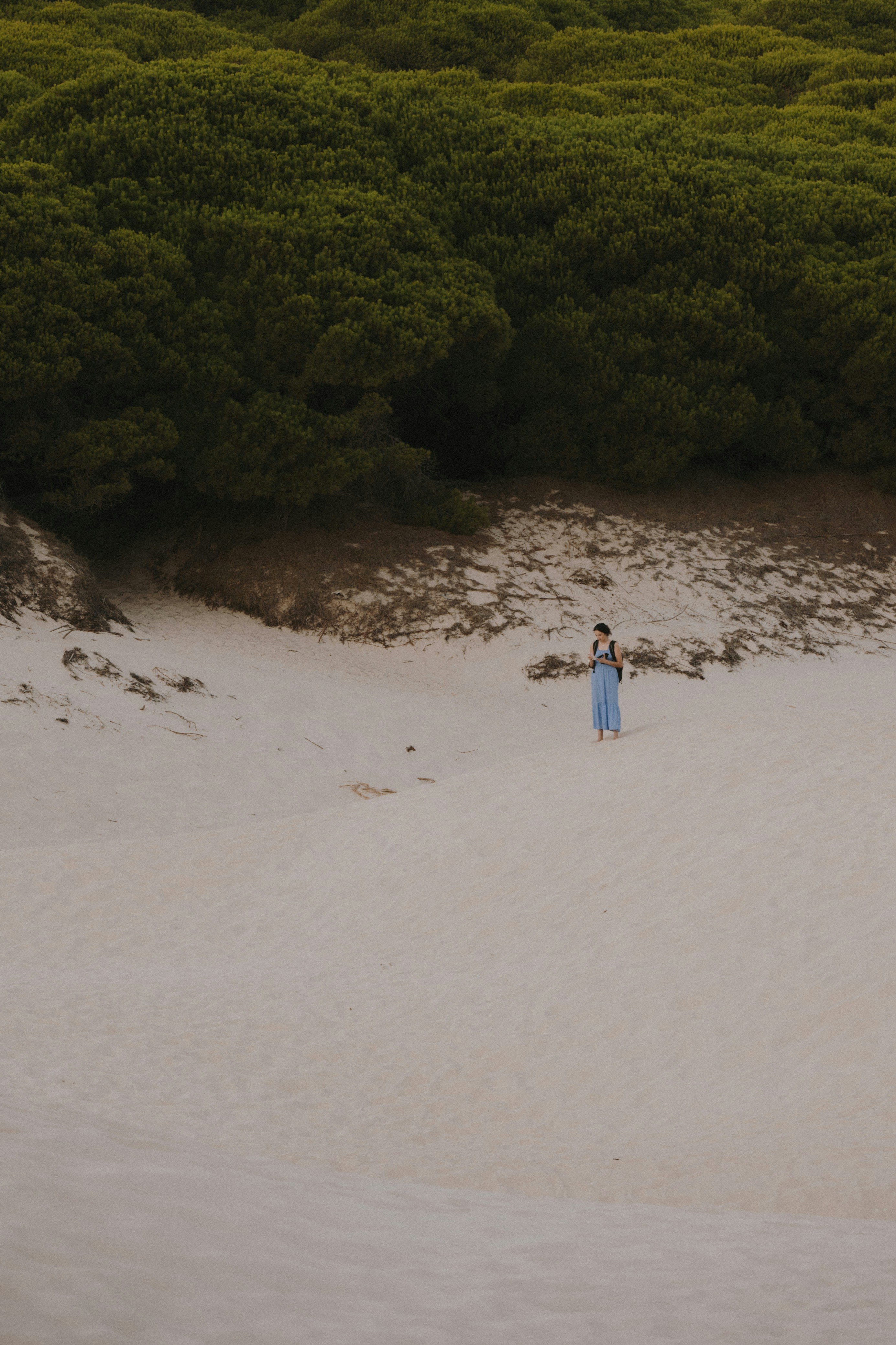  solitary figure on sunlit dune under dark green pines