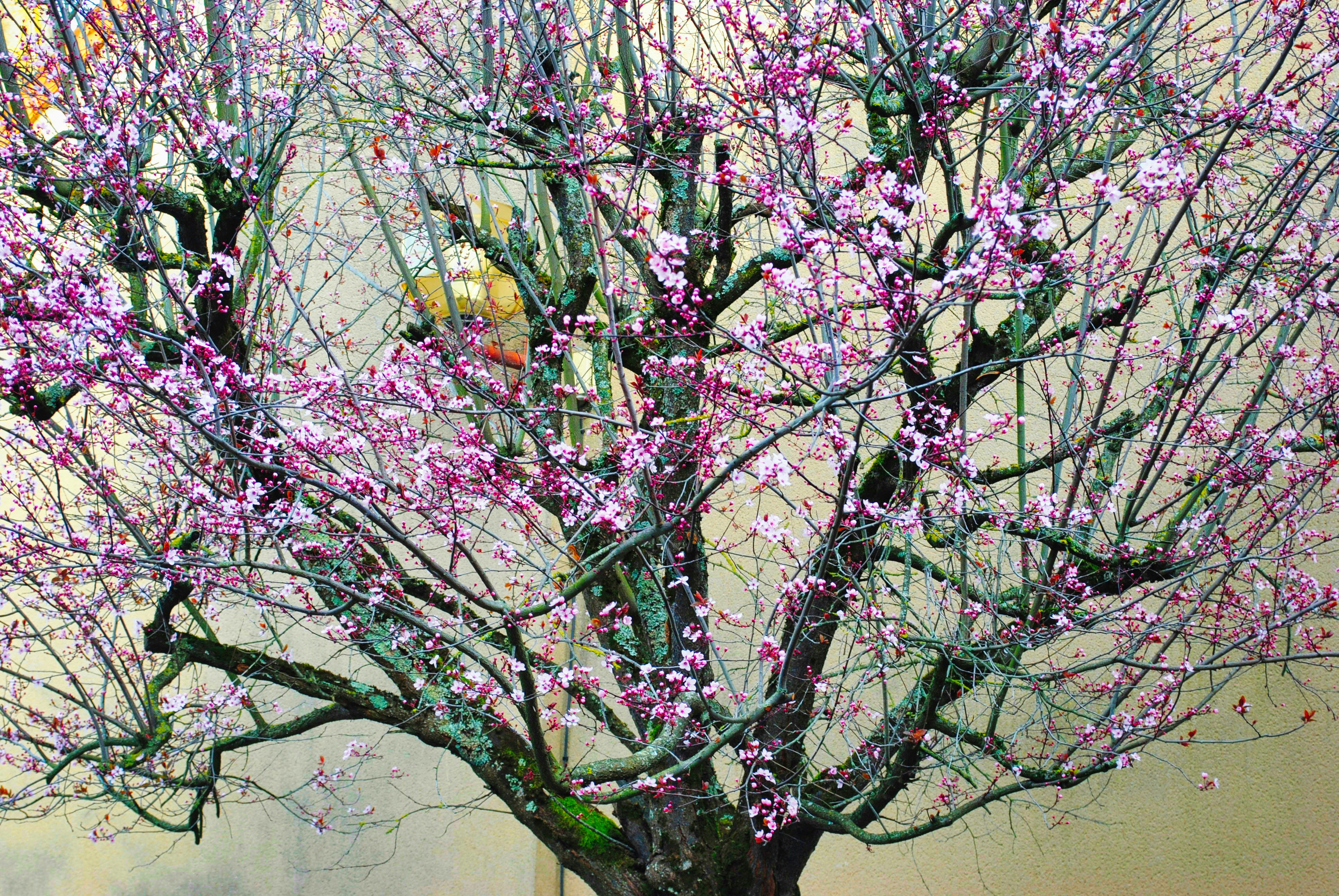 Blossoms Framing a Shaded Facade