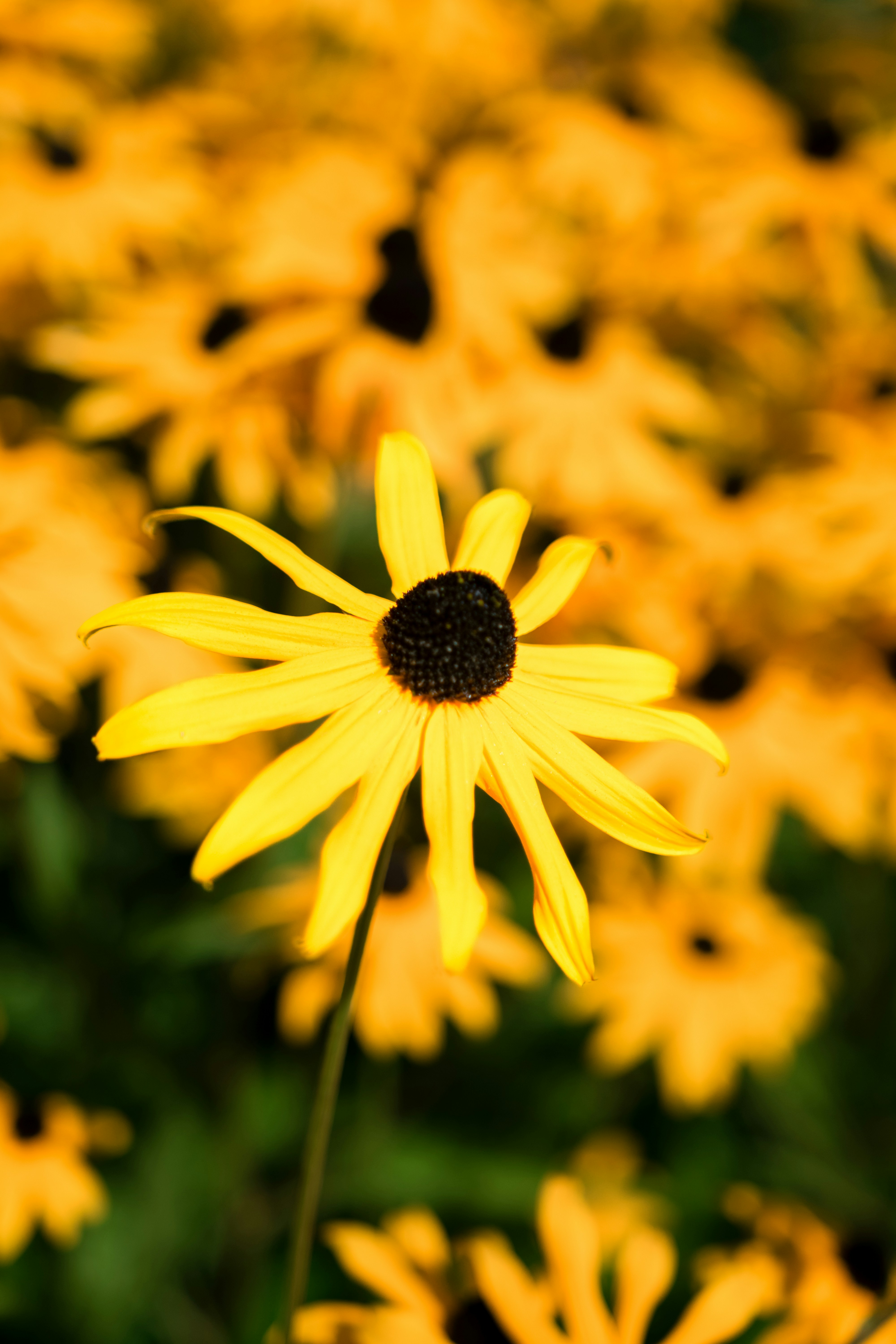Central Daisy in a Sea of Golden Blooms