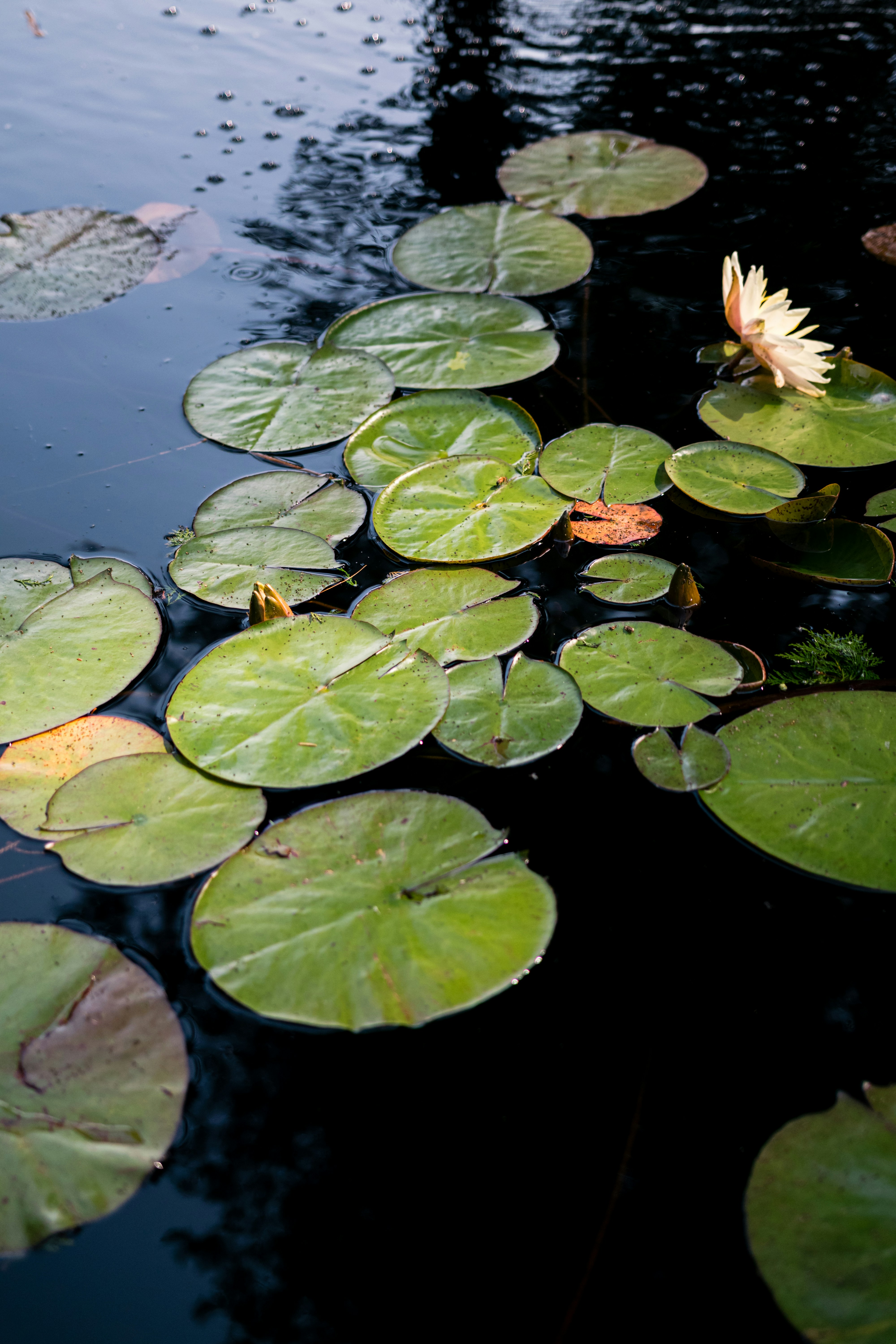 Emerald Glass and a Single Bloom on the Pond