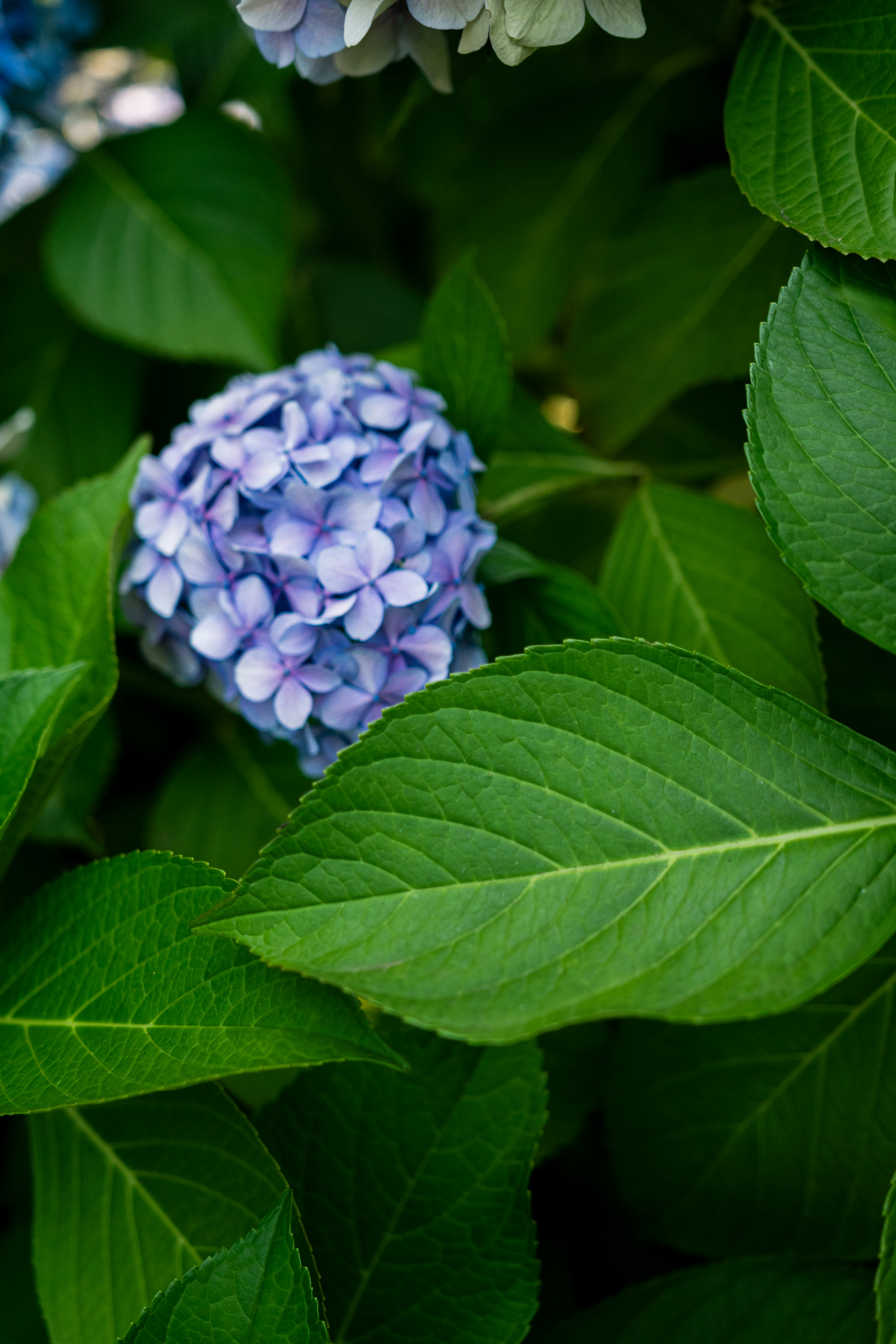 Soft lavender hydrangea cluster peeks through emerald foliage