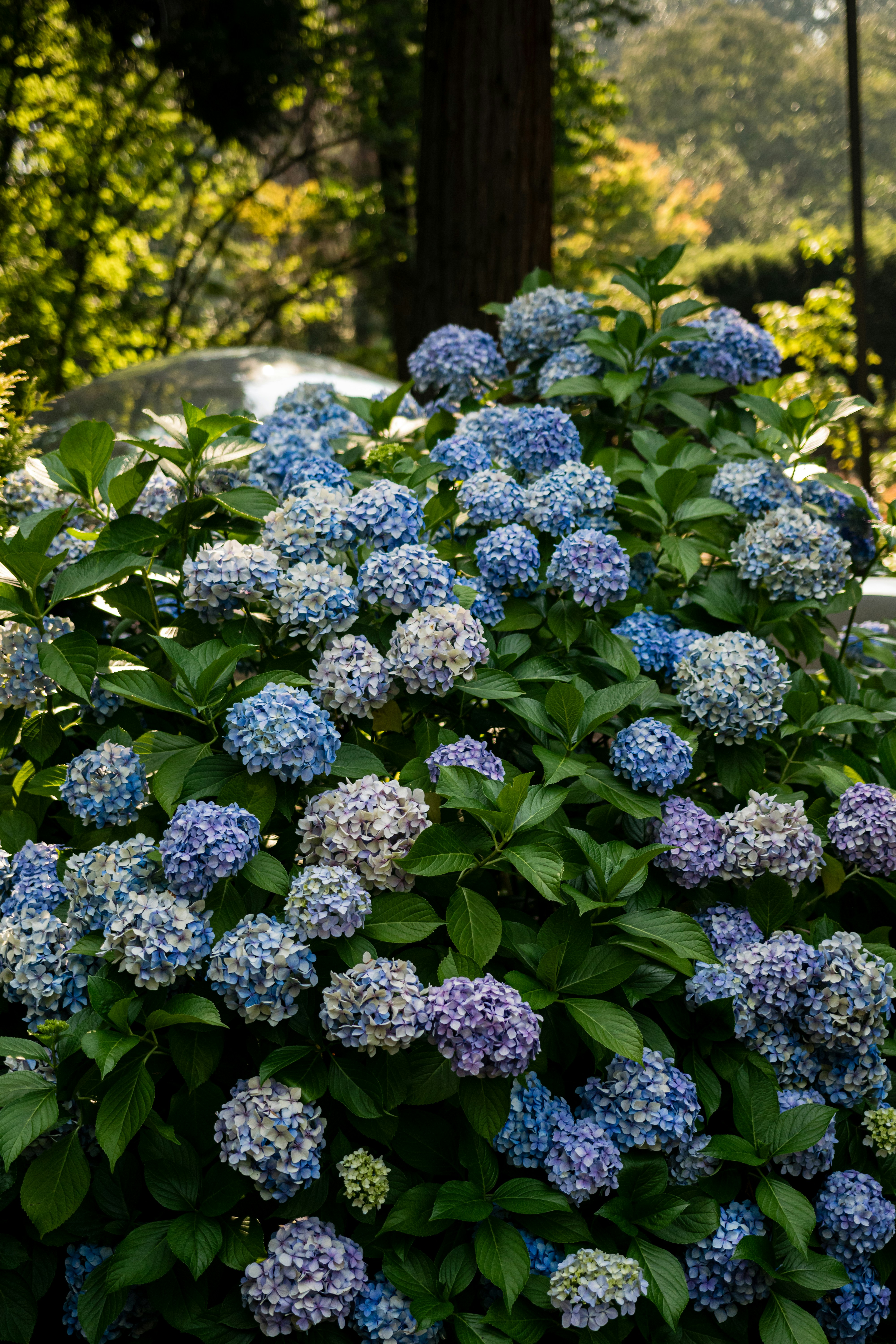 Moonlit Hydrangea Bloom: A Sea of Blue and Lavender Blossoms
