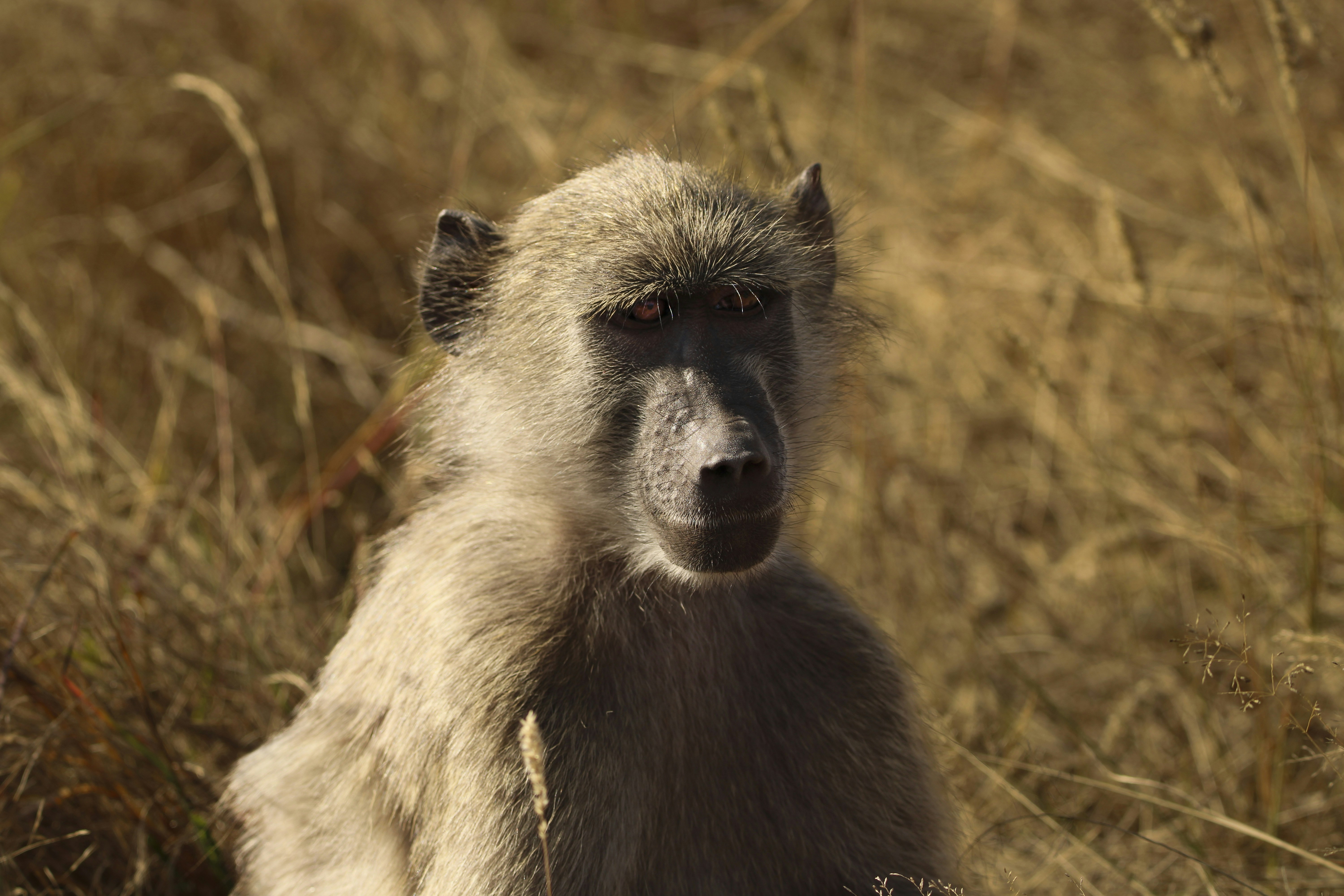 A solitary baboon sits amid tall dried grass bathed in warm light, its gaze directed toward the camera, highlighting observant facial features and fur texture. This is a natural wildlife portrait.