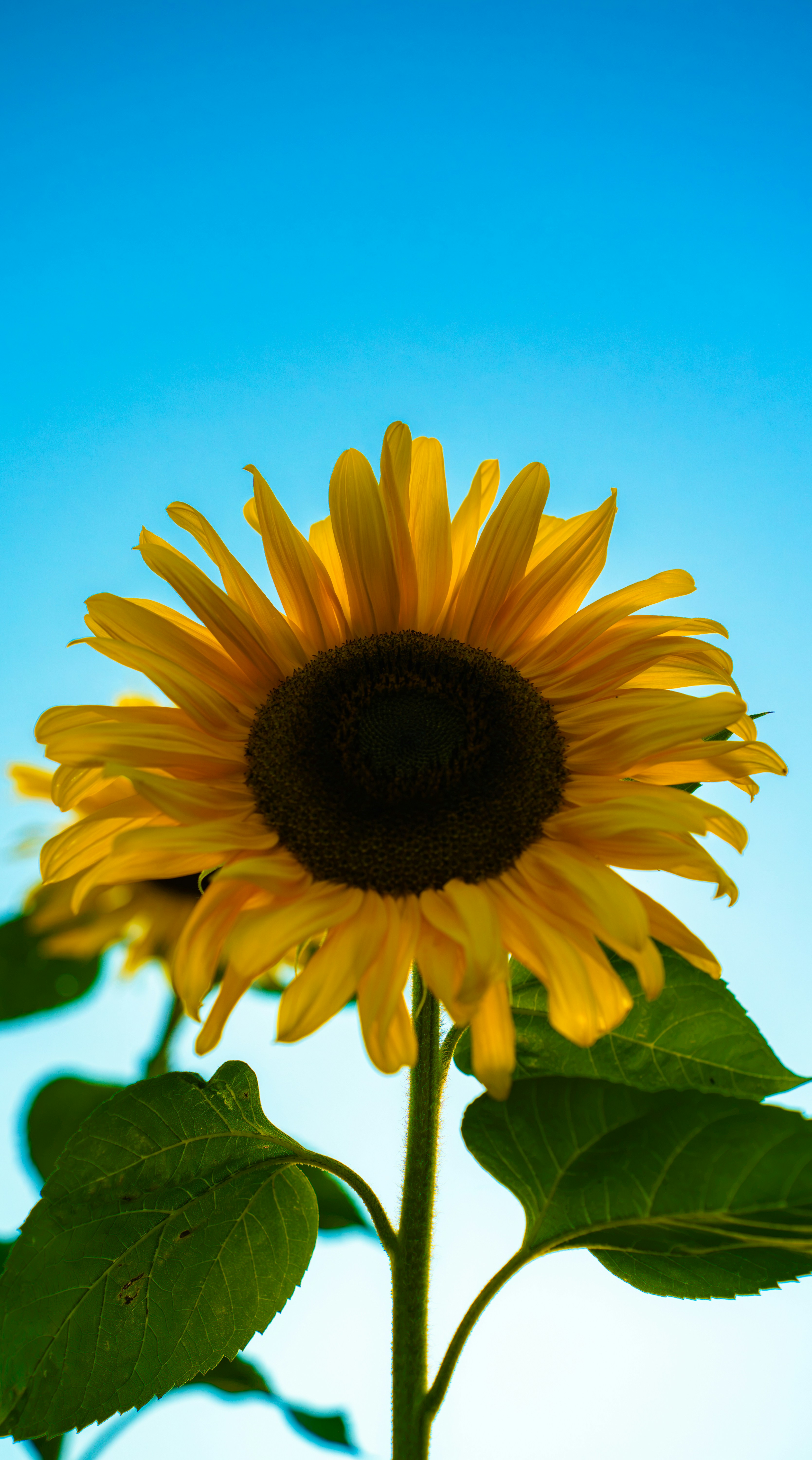 Sunlit Solstice: A Solemn Sunflower Stares Up at a Cerulean Sky