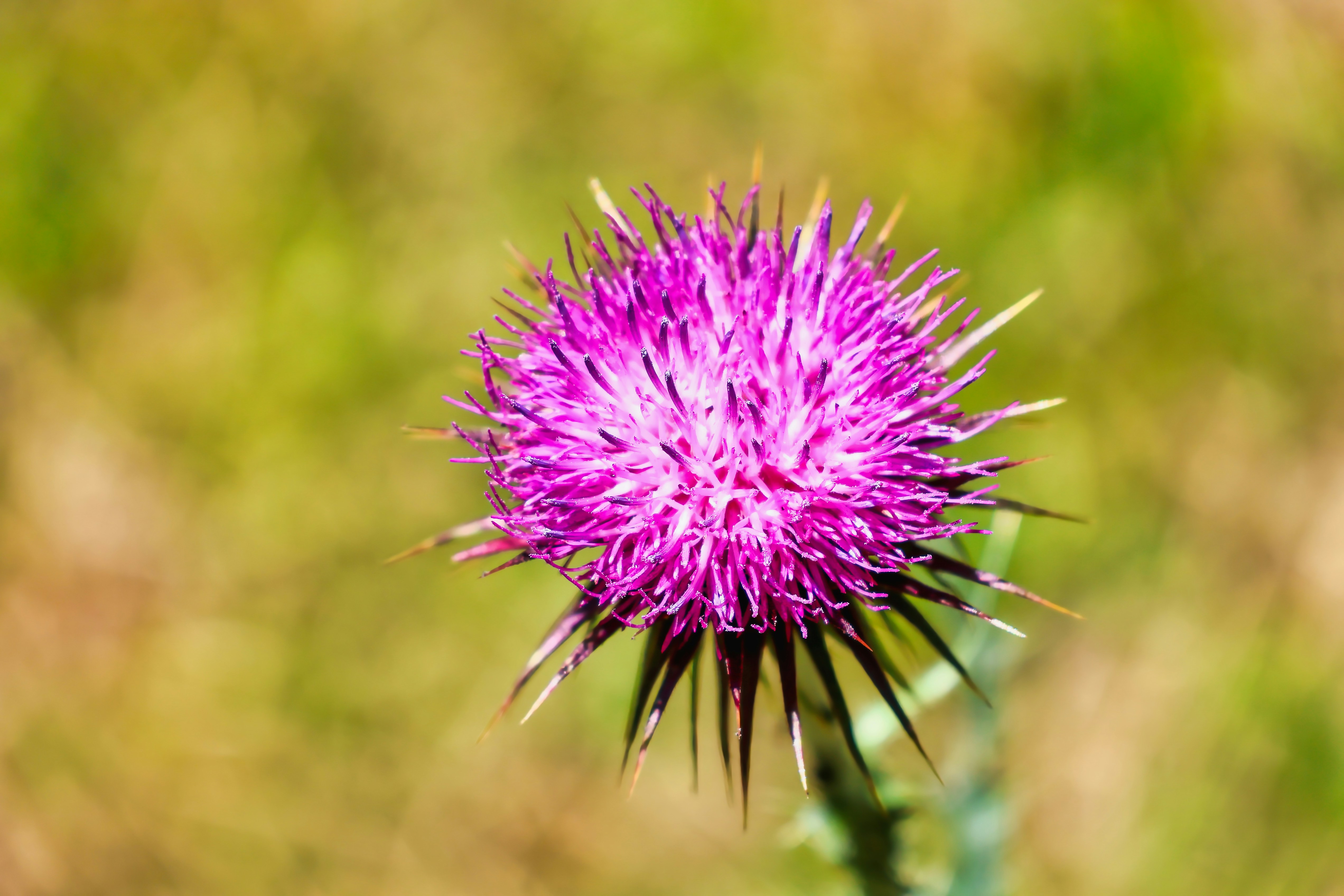 Bright magenta thistle bloom stands sharp against a soft background of greens and golds, isolated on a slender stem.