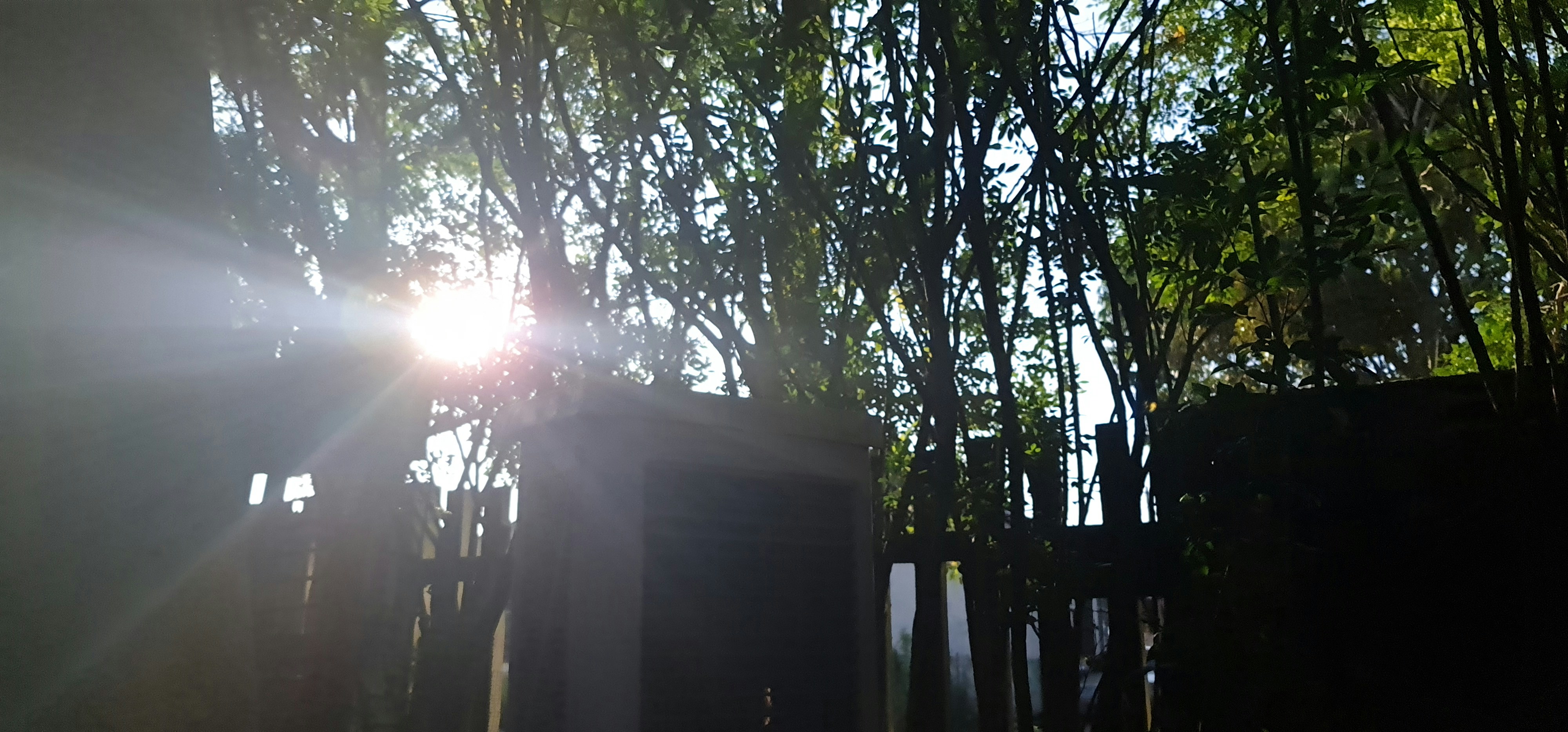 Sun rays pierce through a dense canopy over a shadowed gate, with flickering light outlining vertical slats and foliage. A natural, high-contrast scene emphasizing backlit textures.