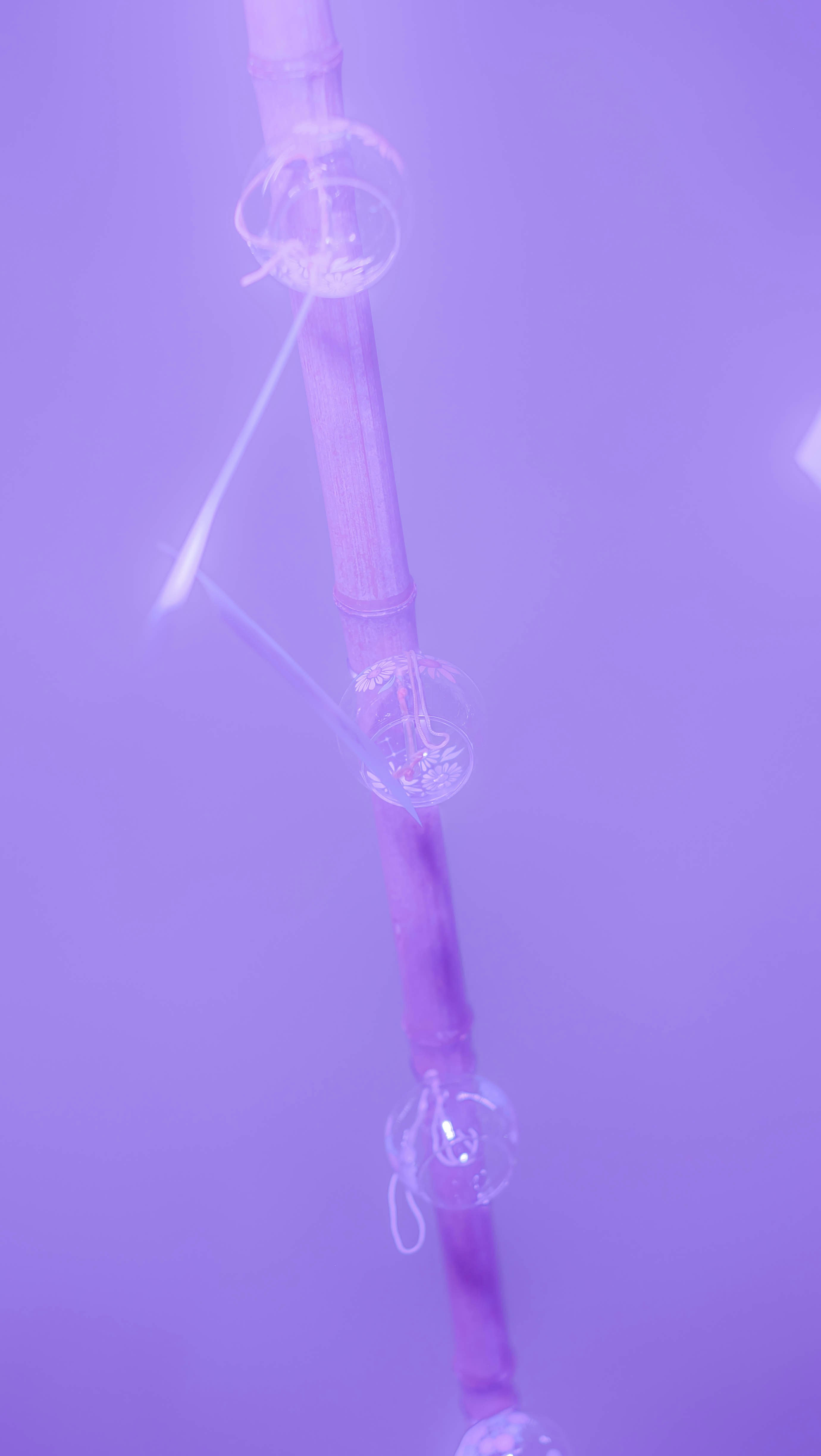 Purple stem study with dew-like rings