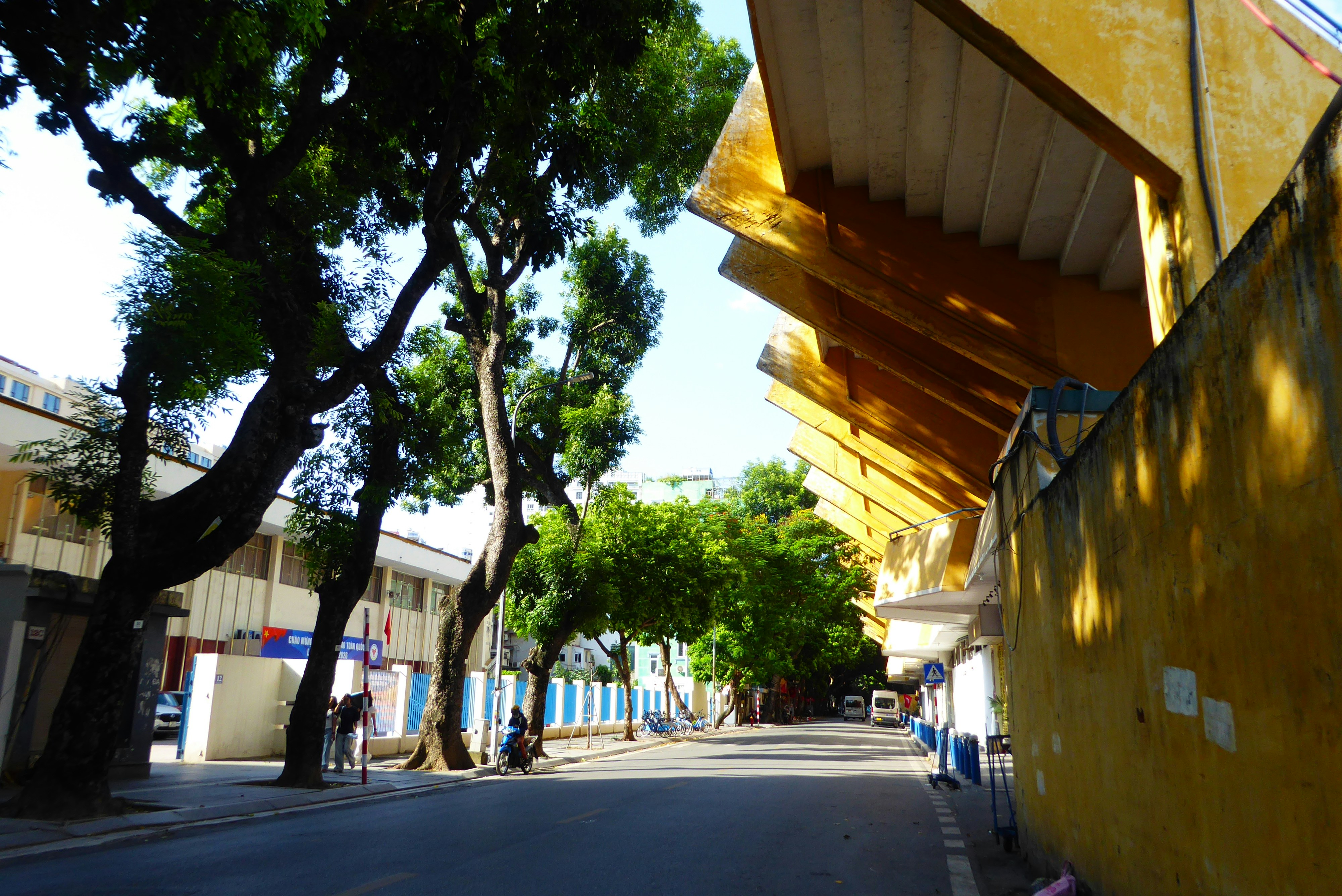 Sunlit Street Corridor Framed by Arcing Yellow Canopy and Shaded Trees