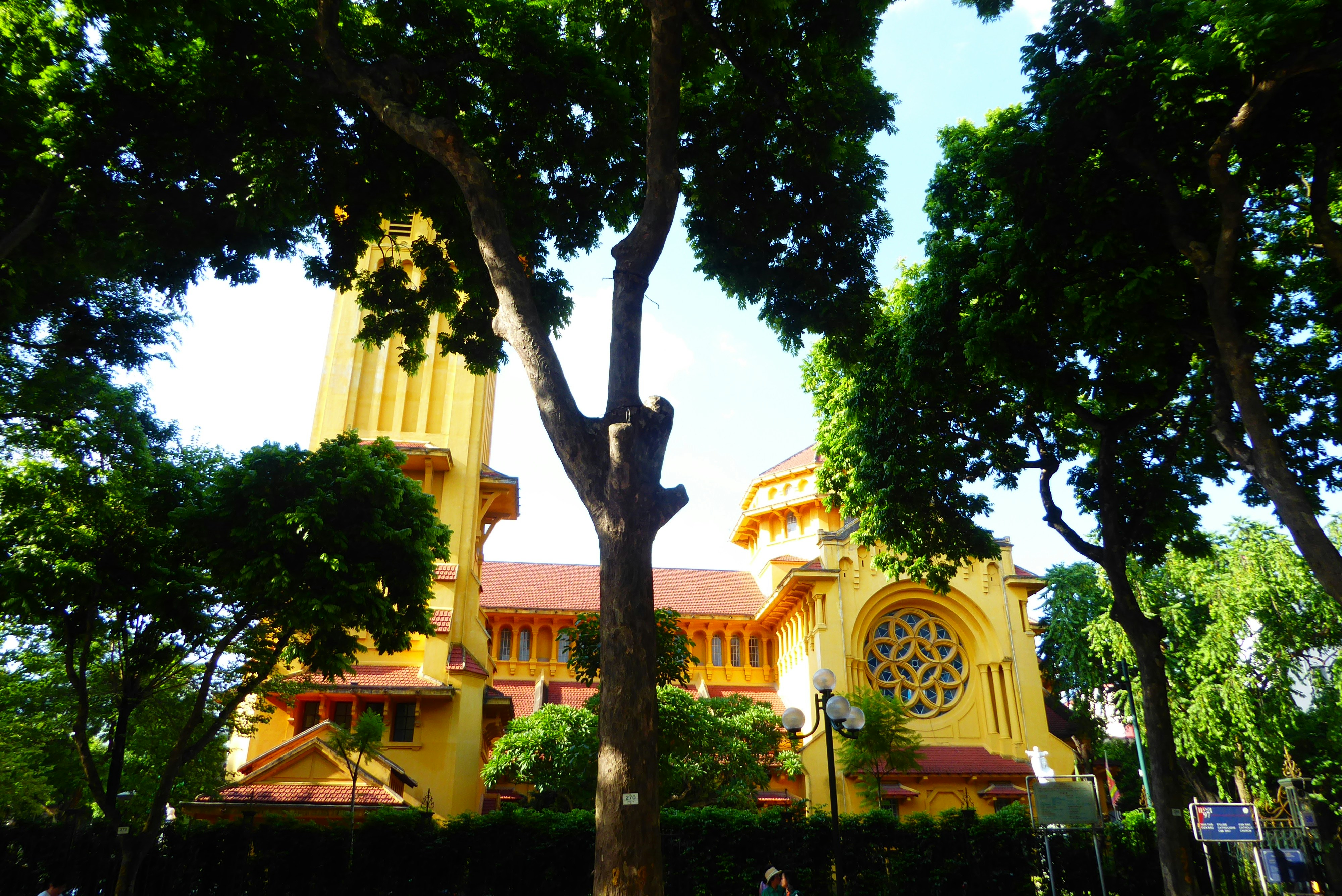 Sunlit Yellow Facades Beneath Verdant Canopy