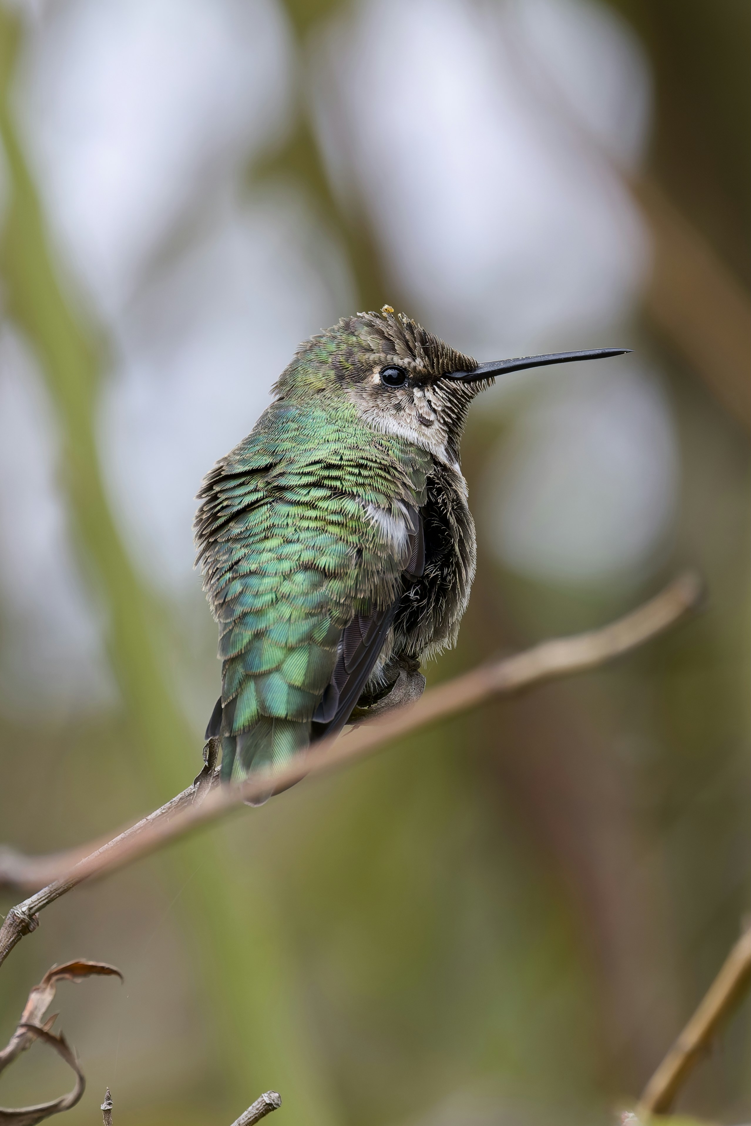 Emerald Shield: a lone hummingbird on a thin branch