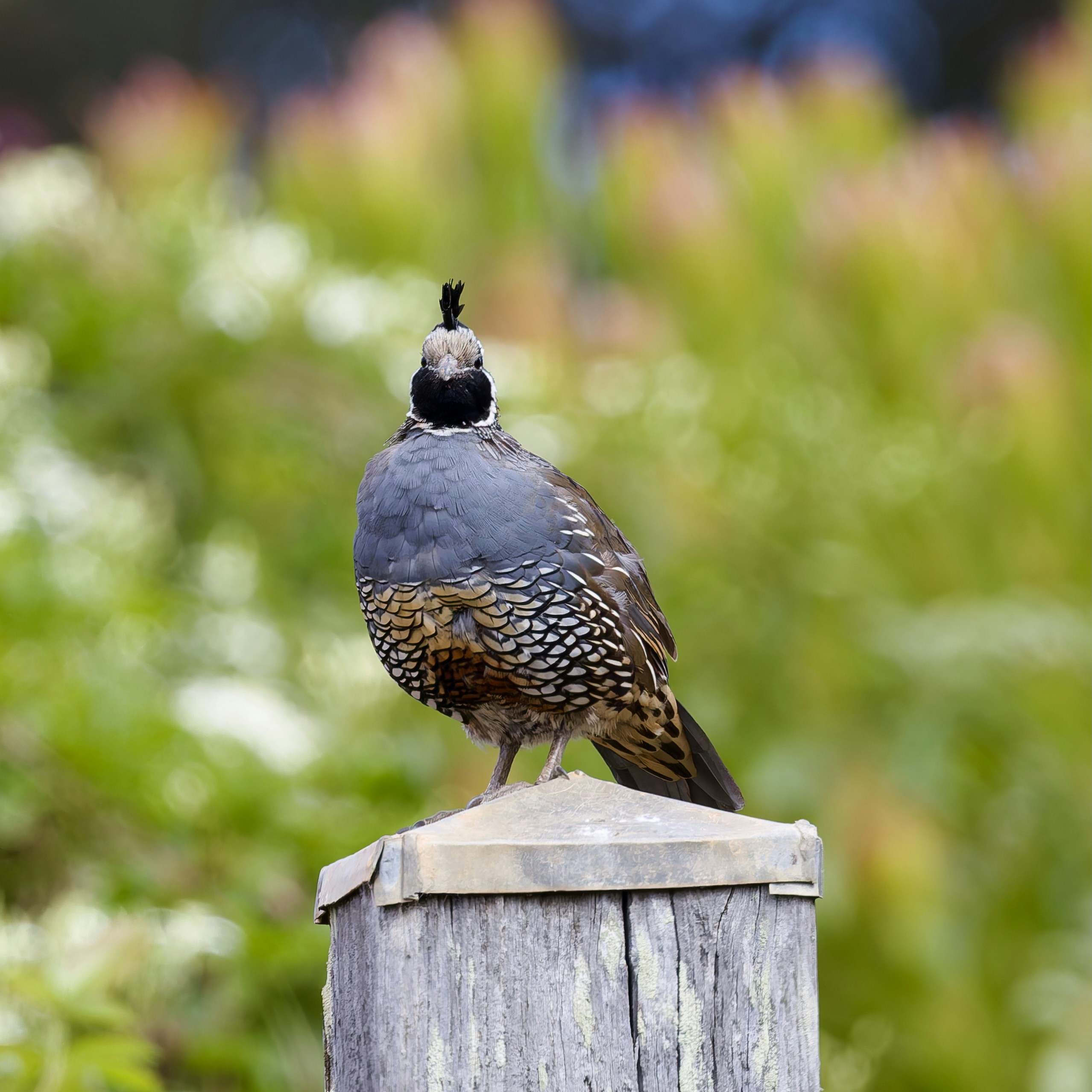 Pied Gallinule Watcher on a Weathered Post