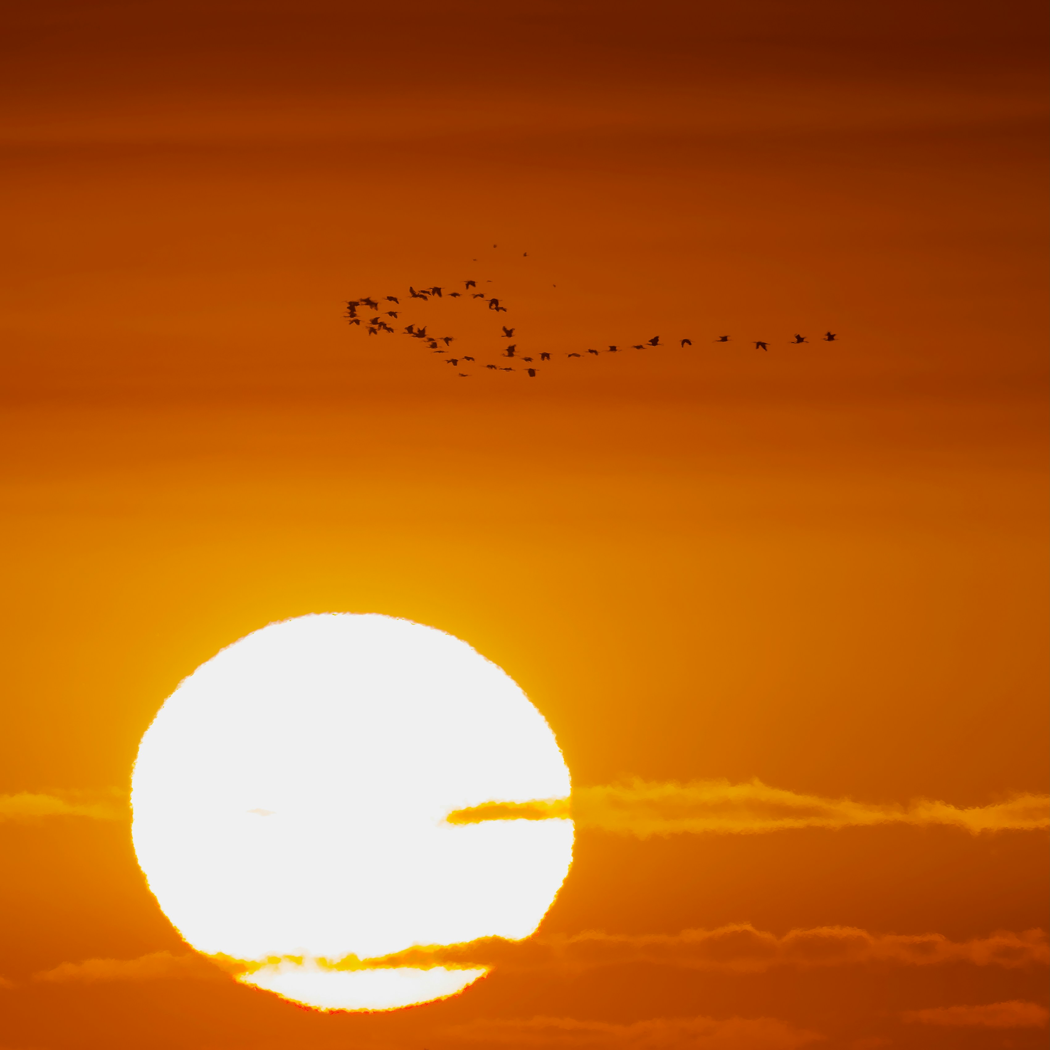 Rising Ember: A Silhouetted Flock Over a Sunlit Horizon