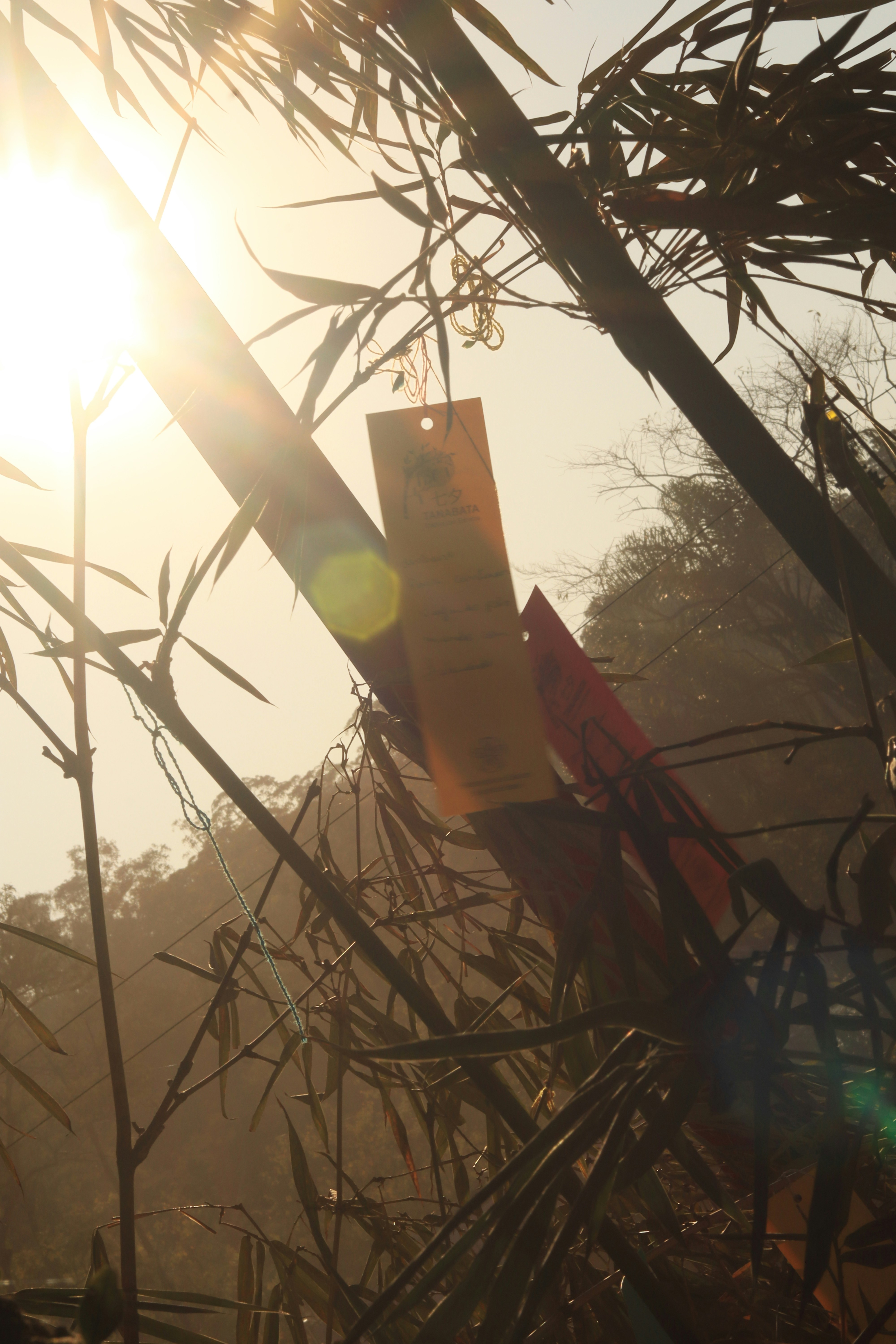 Sunlit Tag Adorned Branches: A Quiet Morning in the Orchard