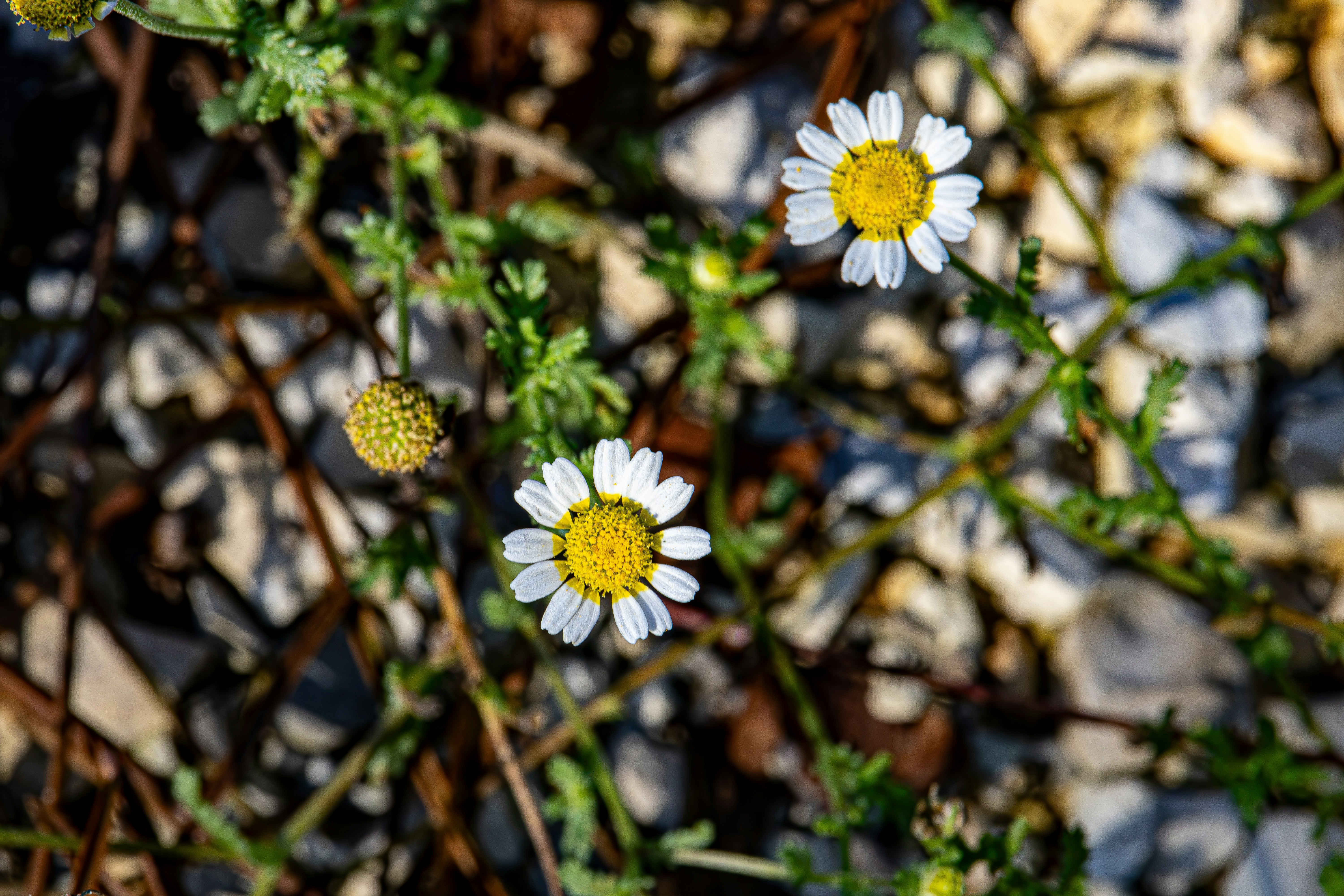 Daisy Tangles Among Pebbles and Thorns