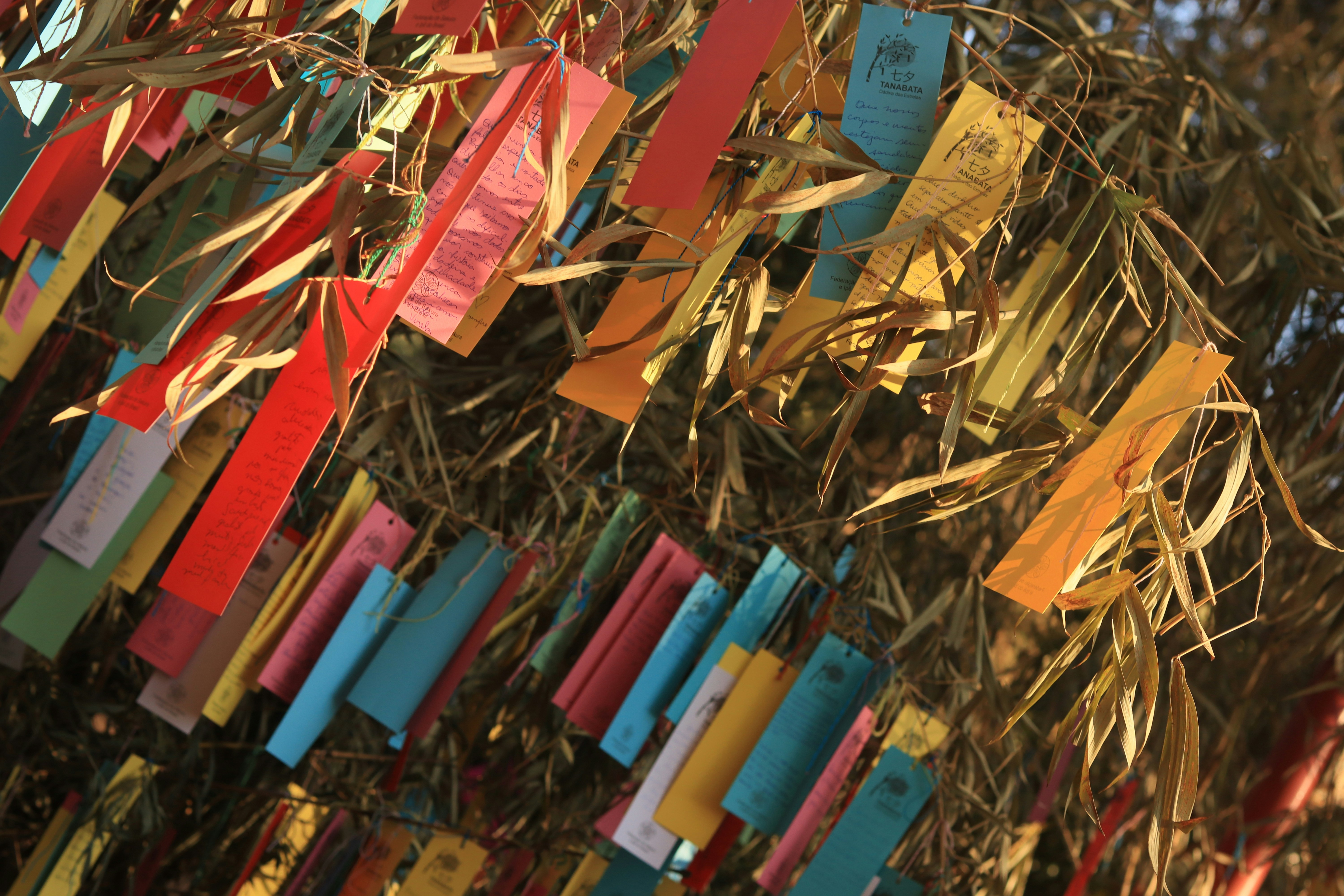 Vibrant ribbons hang from a tree grove, each tag carrying messages in varied colors and tones. A warm, dappled light bathes the scene in autumn hues.