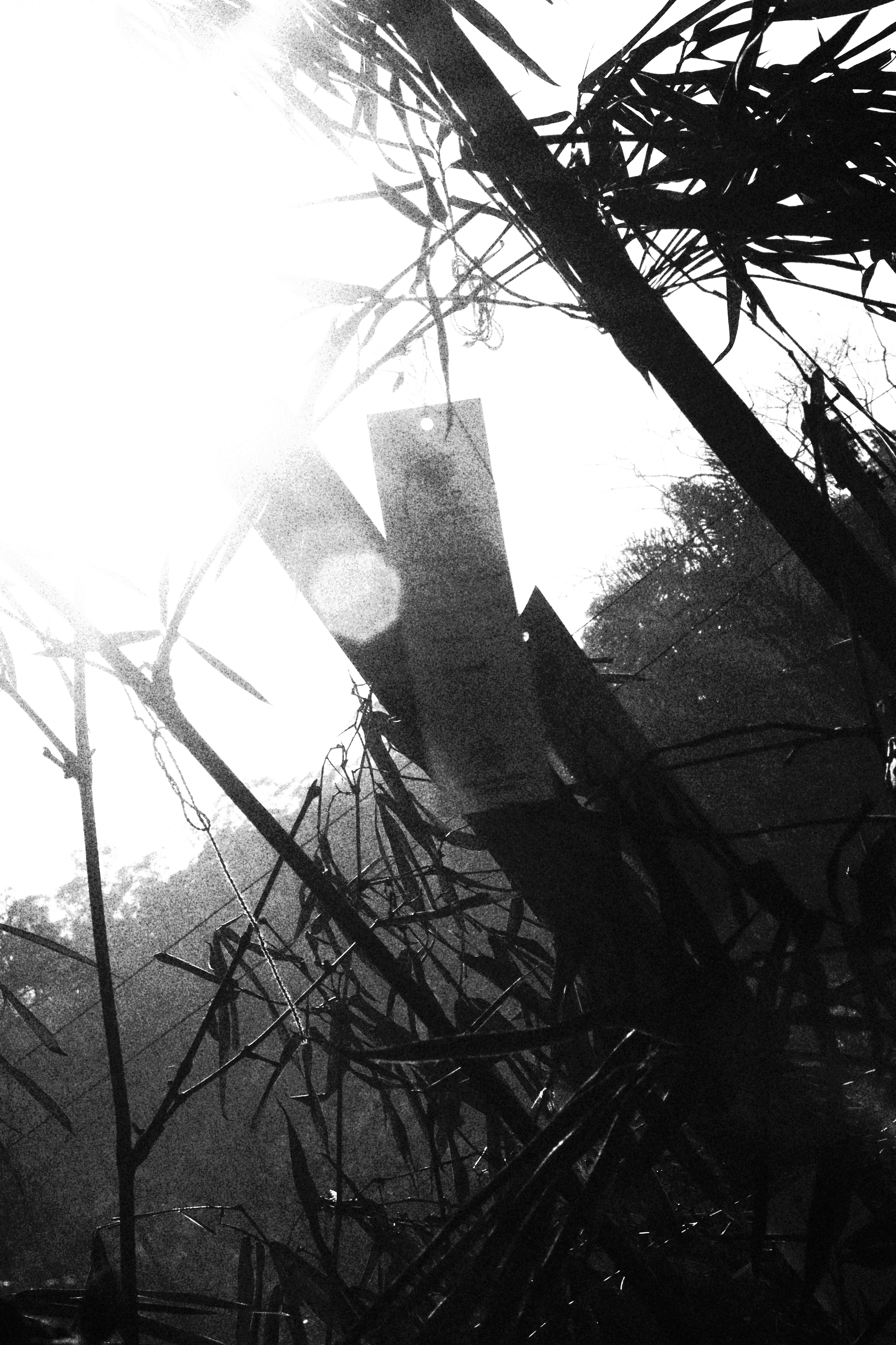 Backlit Monochrome: Sunlit Plant Silhouettes in a Garden Channel