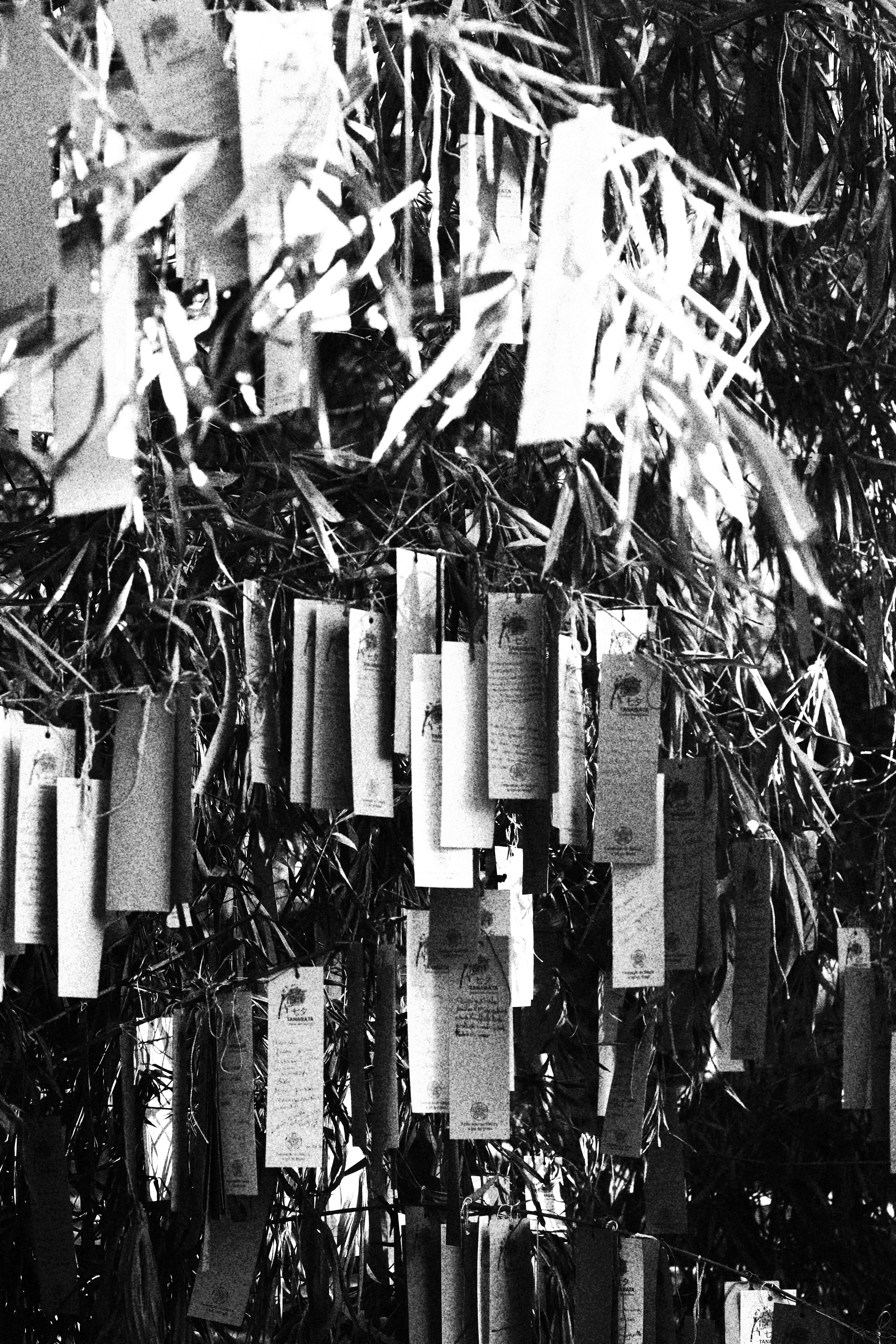 Bundles of Wishes: a silent forest of hanging tags