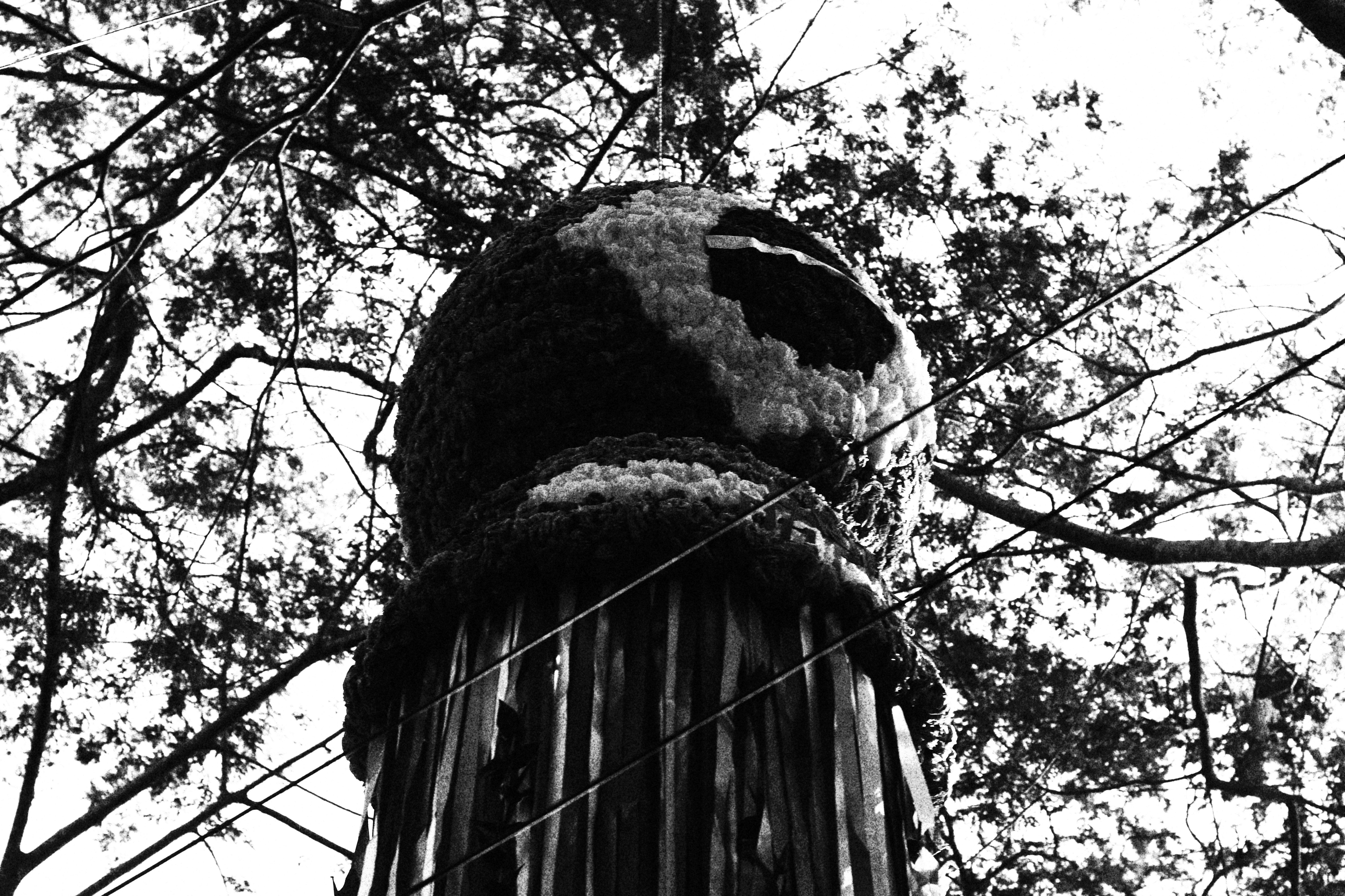 Monolithic Lantern Under a Forest Tangle