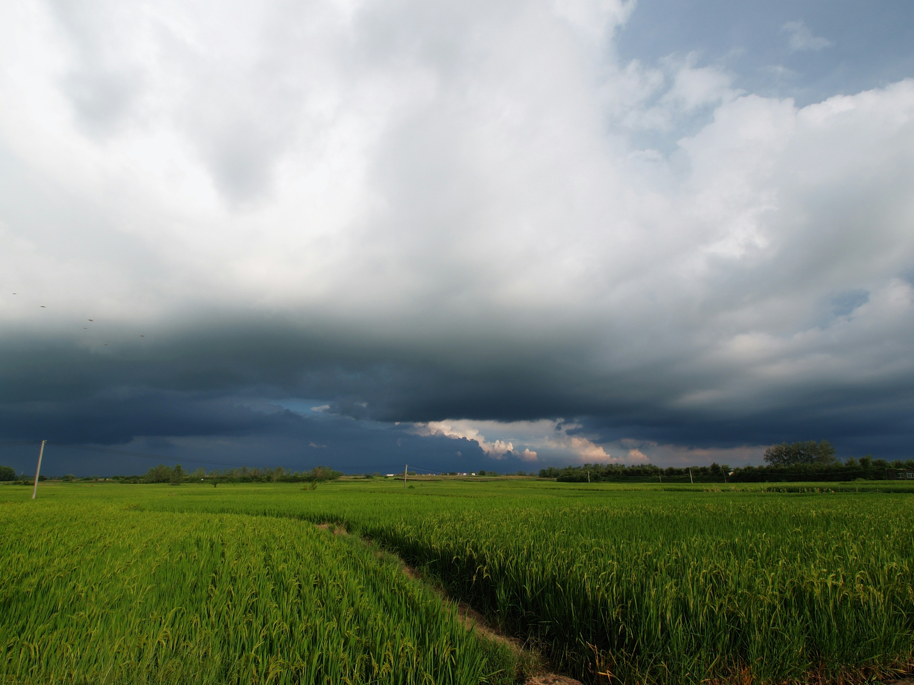 A wide field of crops under a looming storm bank, with a distant horizon and subtle light breaking near the cloud edge. The image captures a rural landscape in the calm before a weather shift.