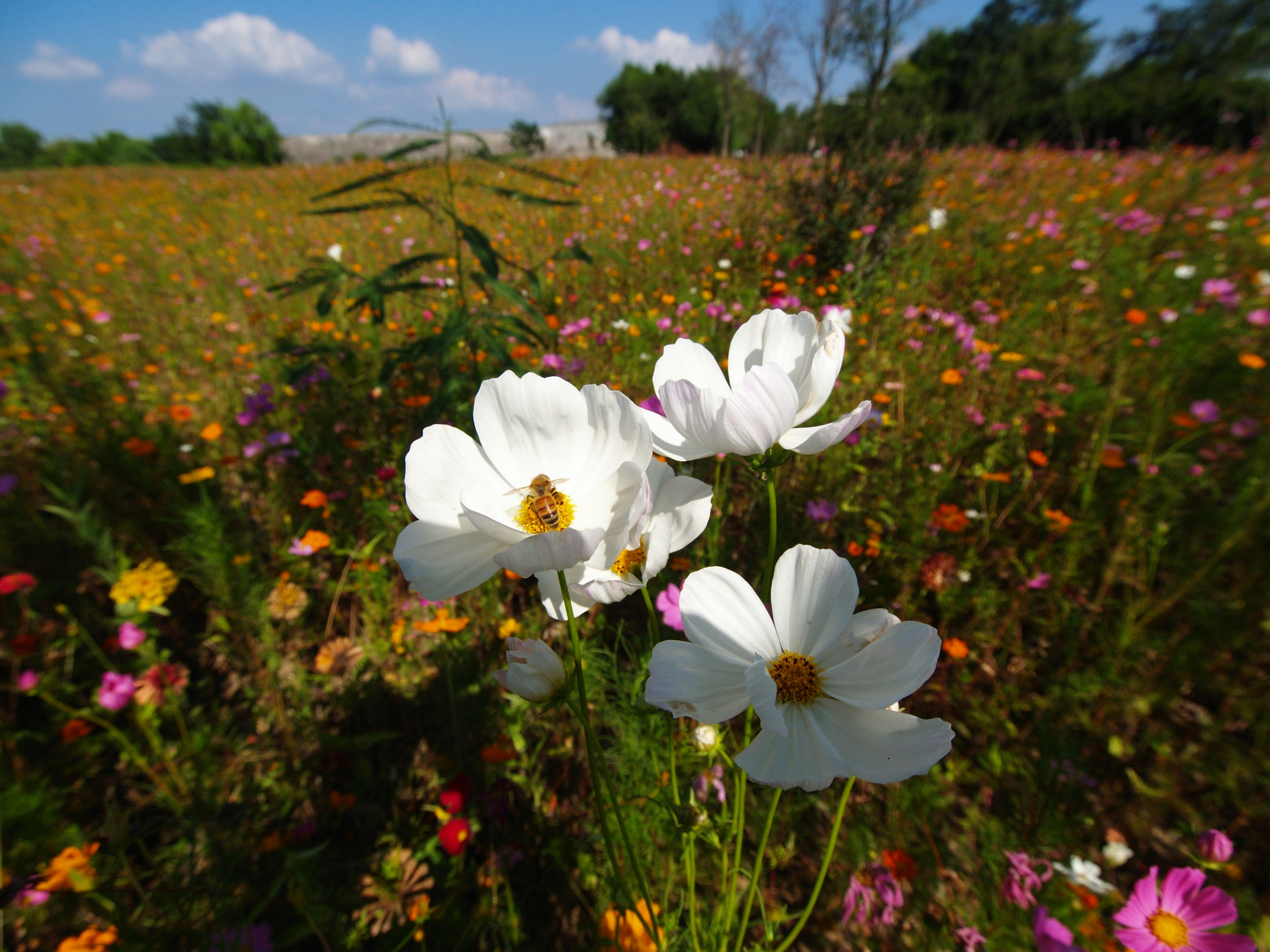 Bright white flowers form the foreground against a colorful meadow under a clear sky; a field of mixed wildflowers extends into the background. (Logo/stock-like natural scene.)