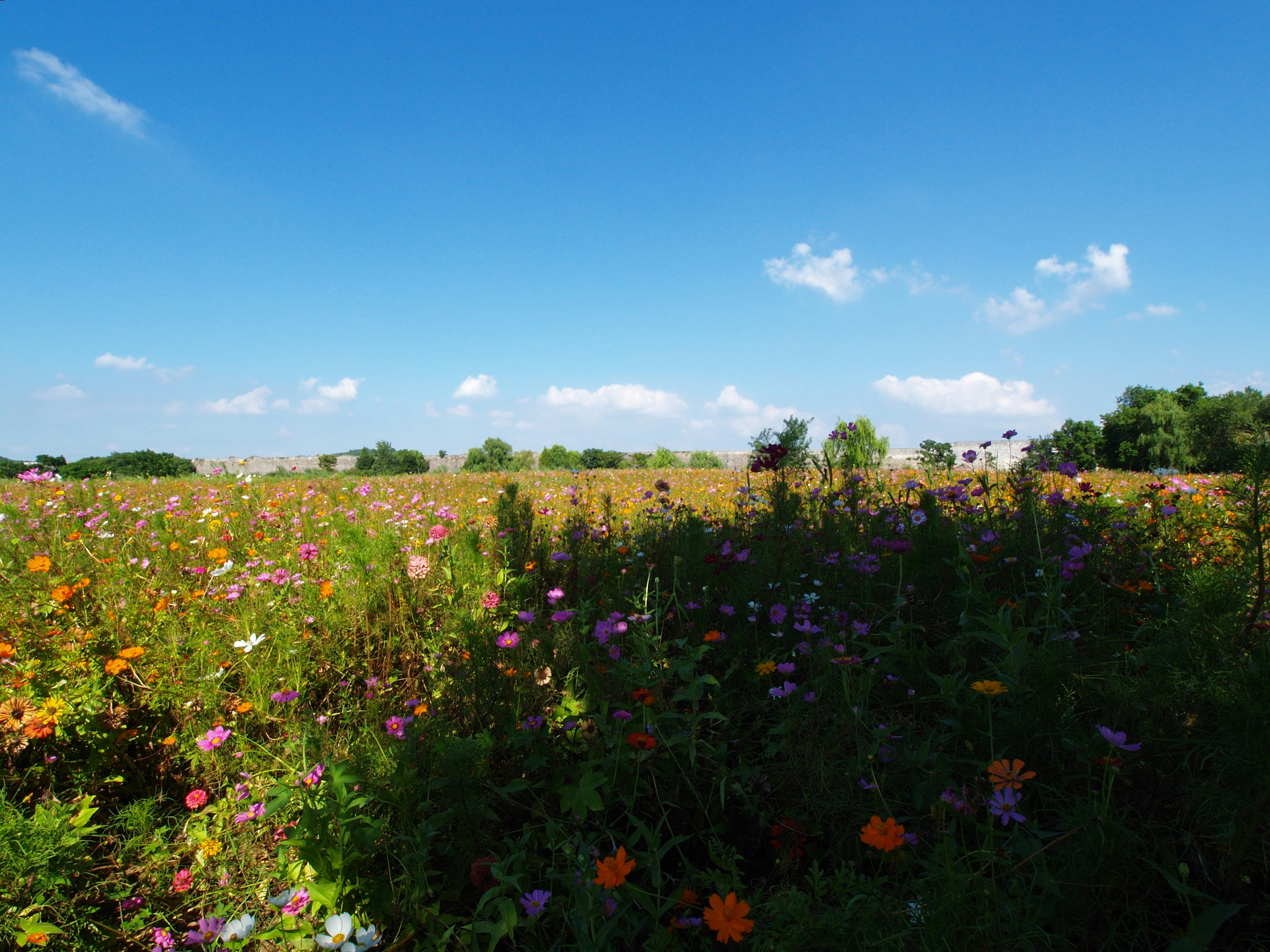 Sunlit Wildflower Field Under a Wide Azure Sky
