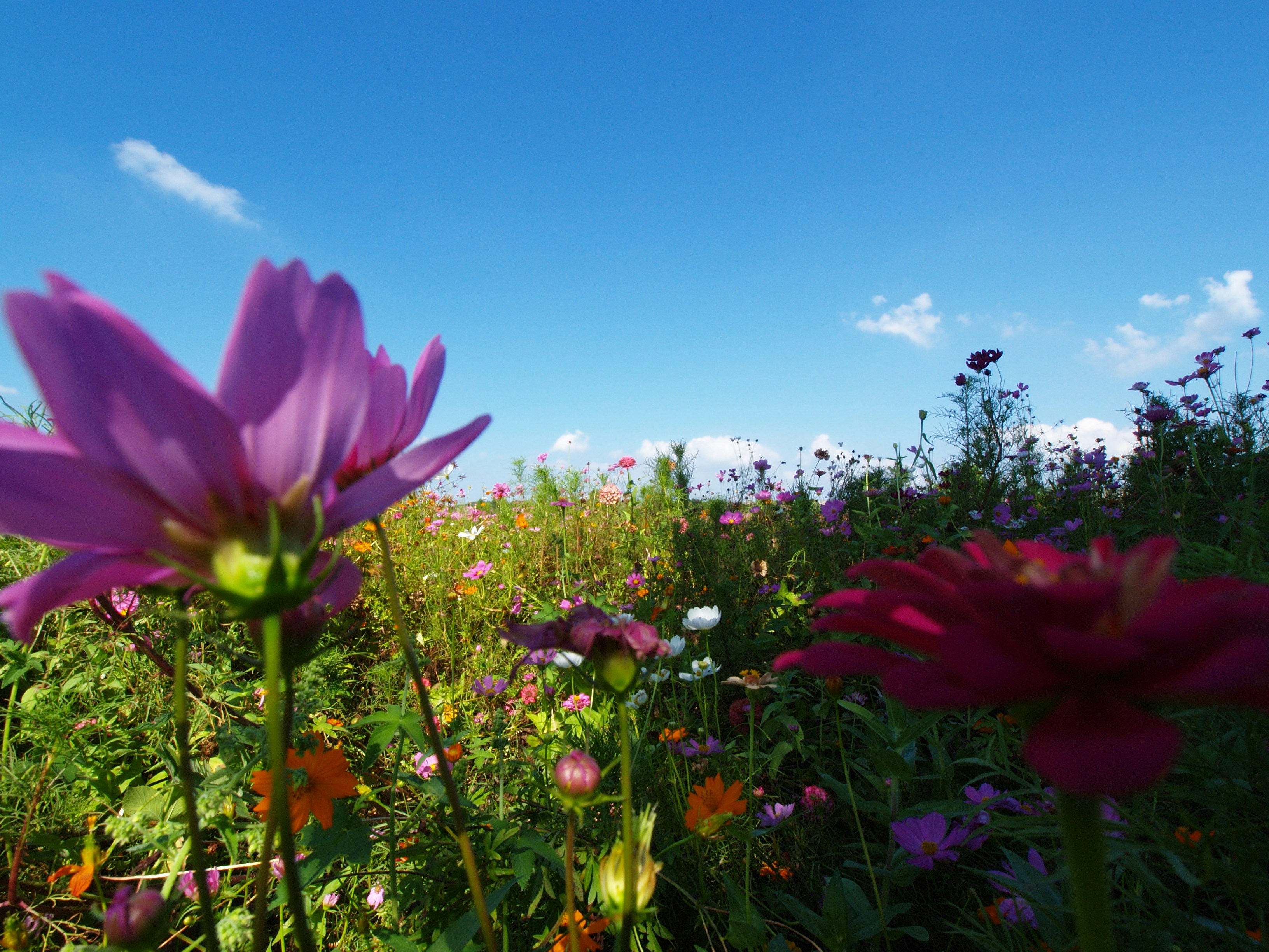 Vibrant field of mixed flowers beneath a bright blue sky, with foreground blossoms and a sunlit horizon.