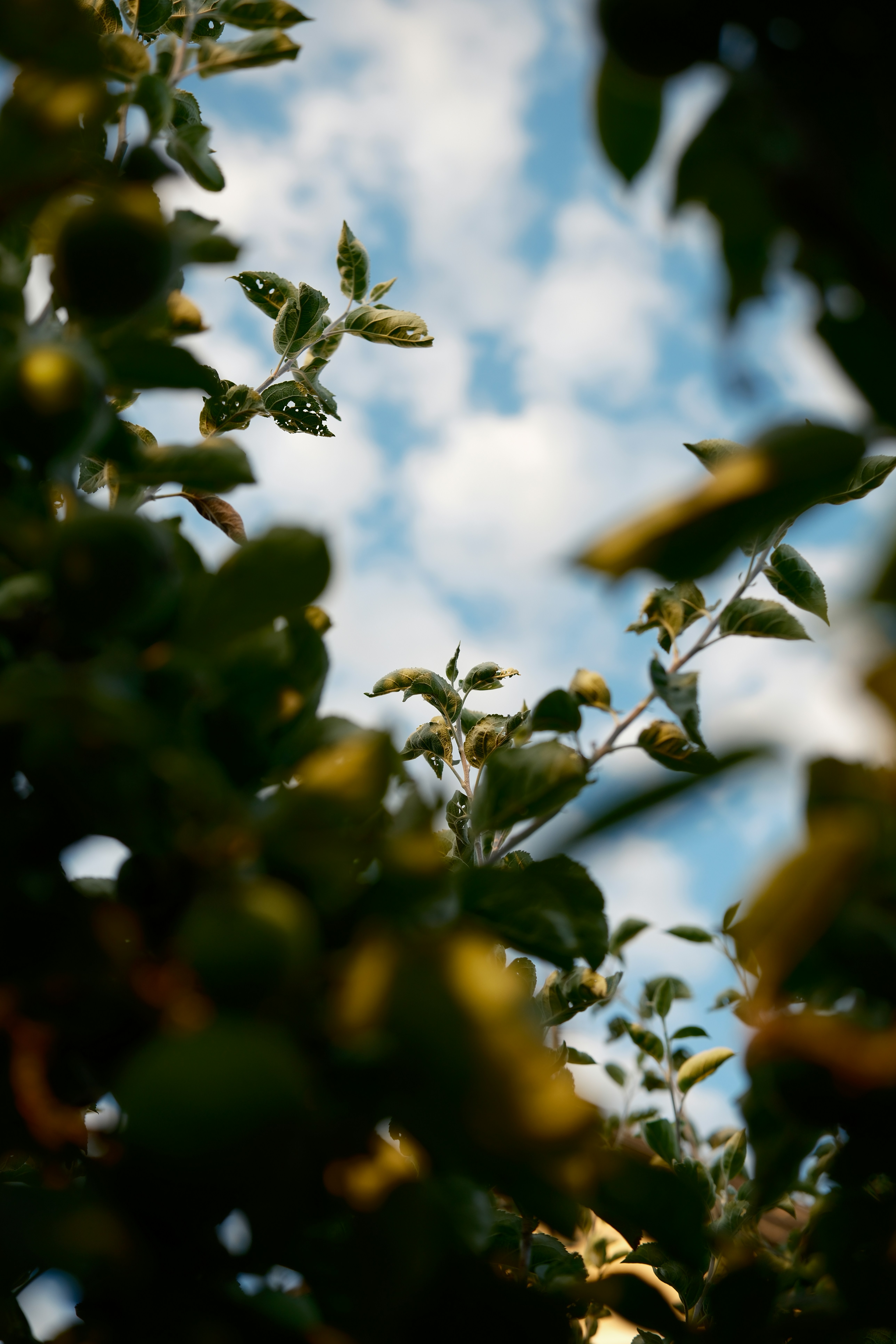 Branches Reaching Toward Sky: A Sunlit Glimpse Through Foliage