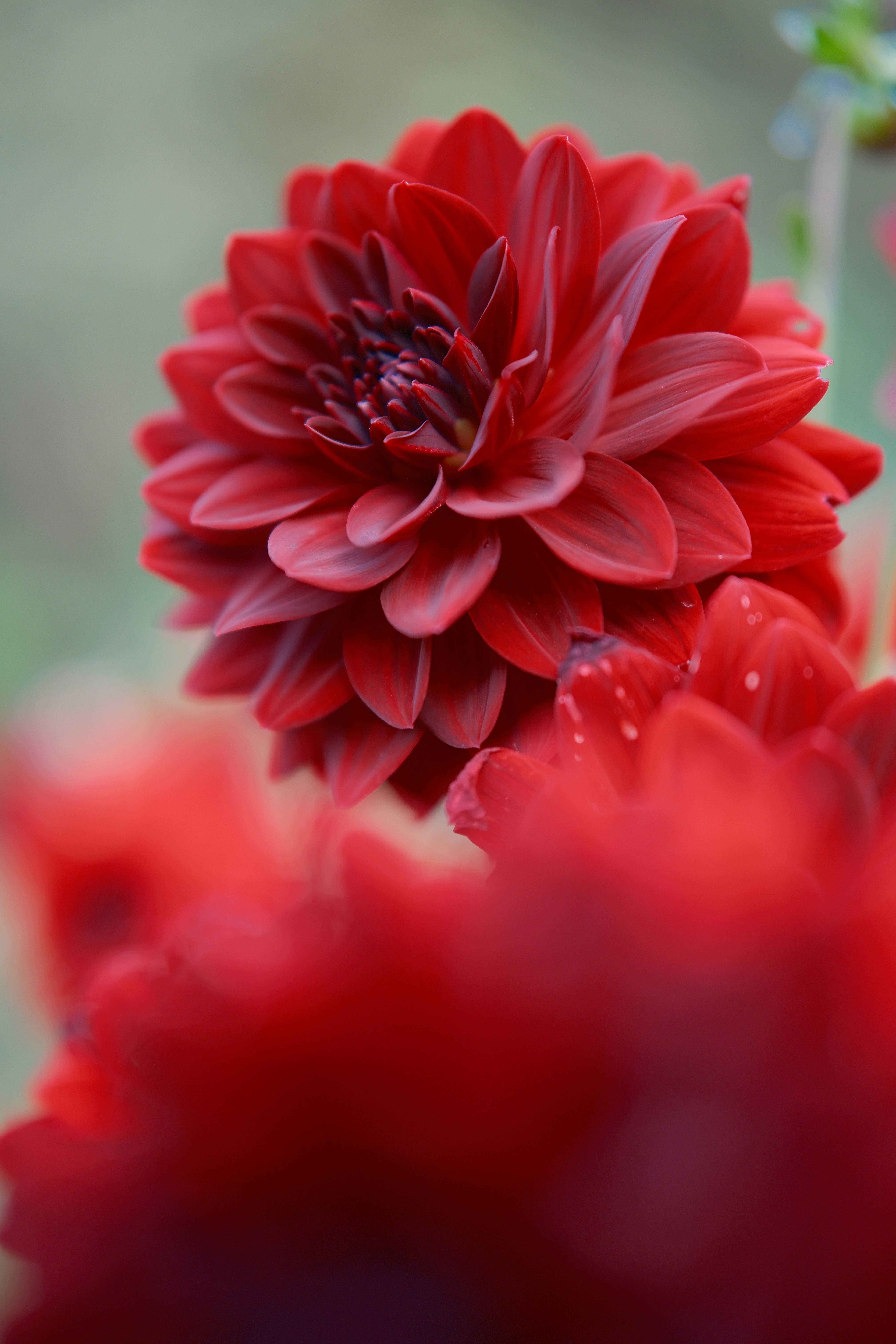Crimson Bloom: A Close-Up of Rosy Petals in Soft Focus