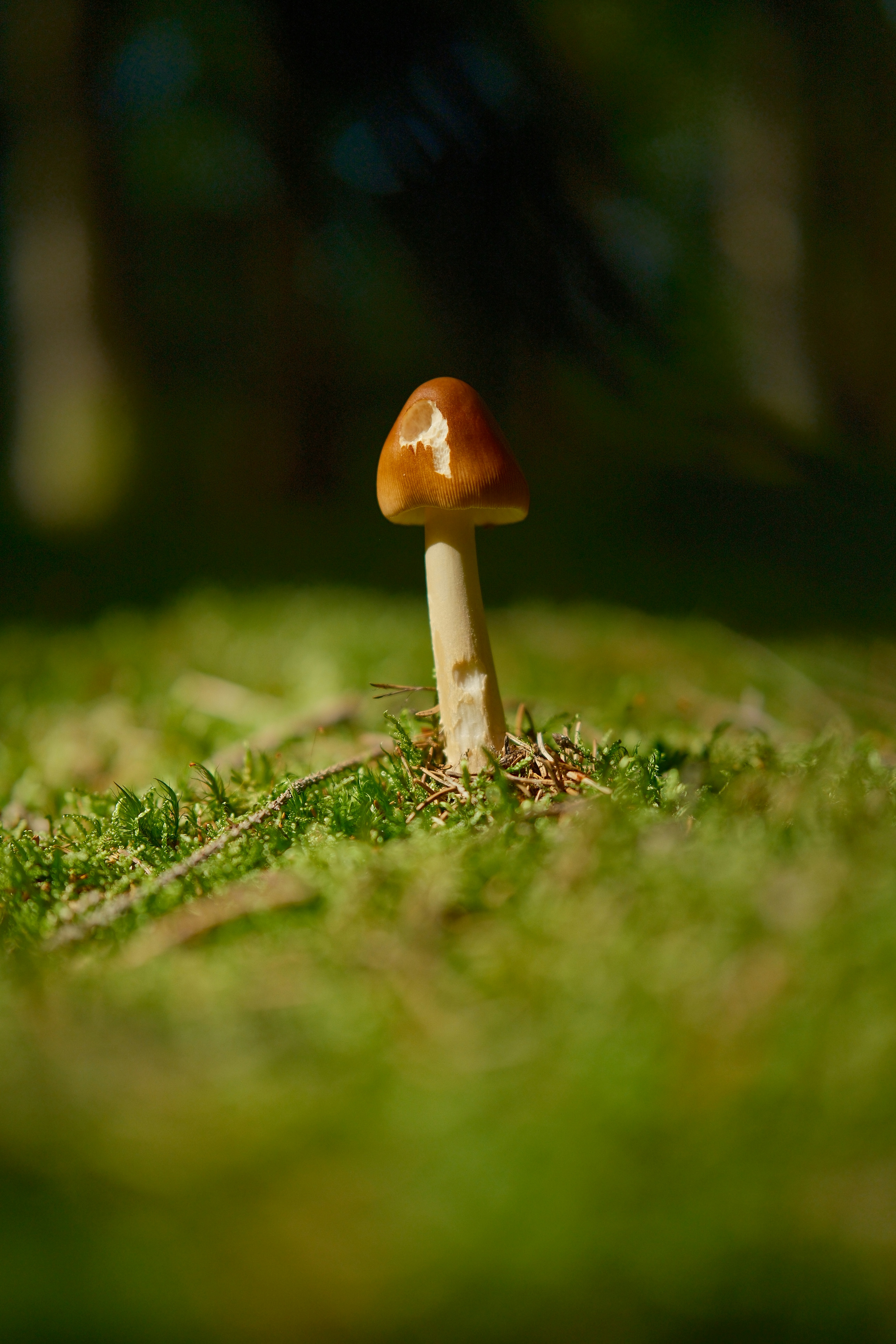 Tiny Forest Studio: A lone mushroom stands upright in soft morning light
