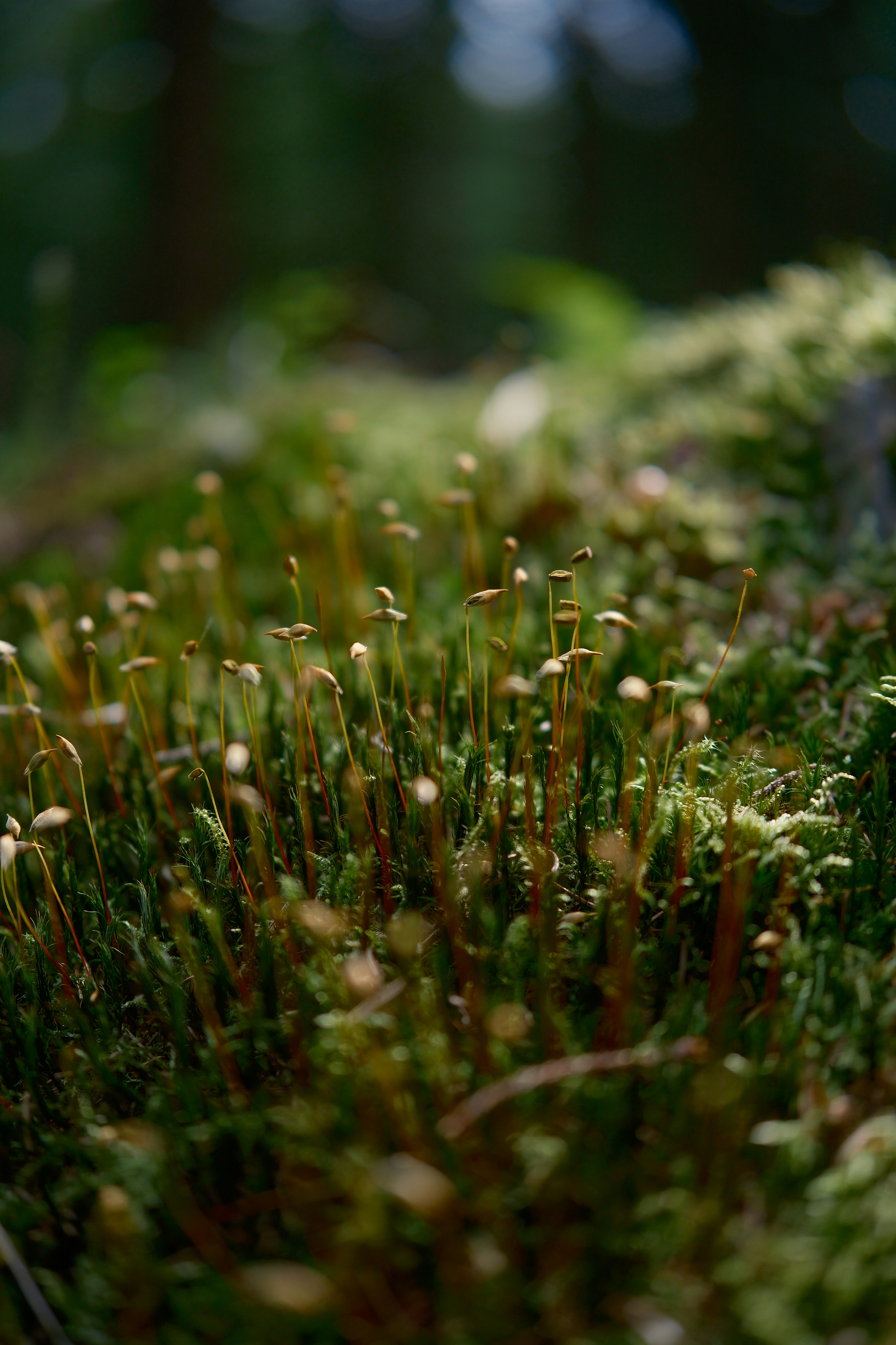 Forest Floor Portrait: Moss and Sporophytes in Soft Focus