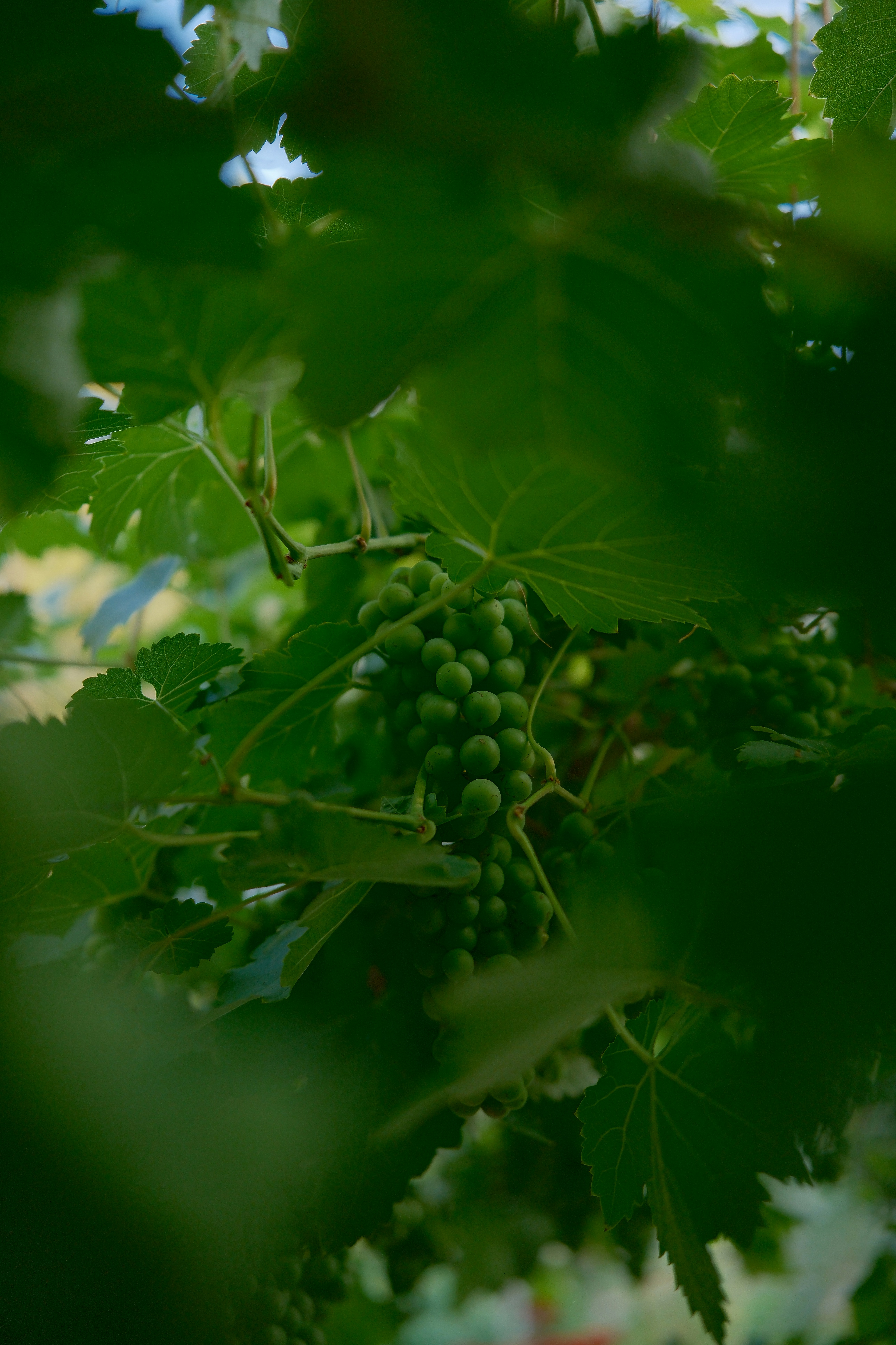 Grapevine Quarters: Hidden Cluster in a Verdant Fold