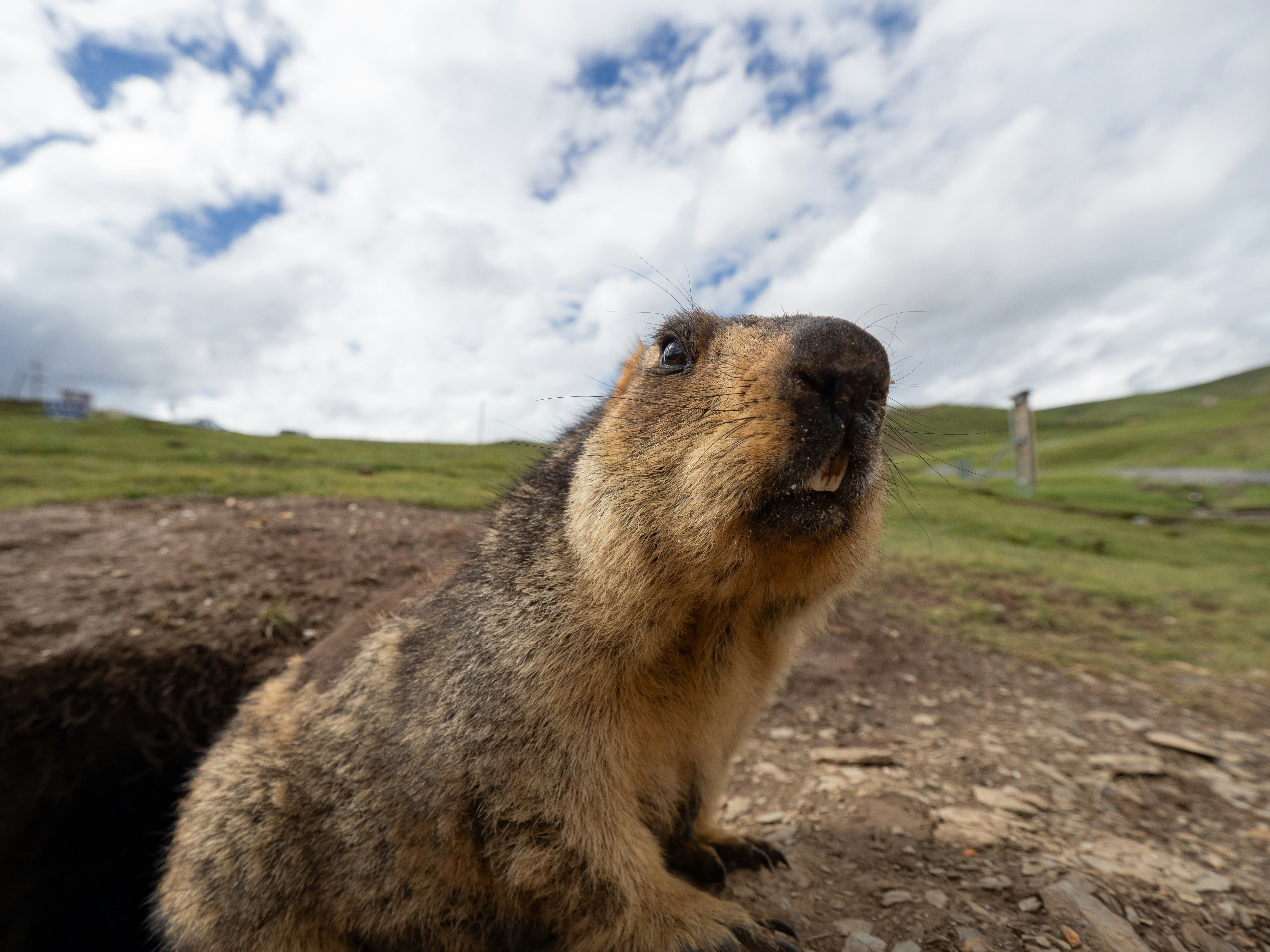 Curious Groundhog at the Edge of the Trail