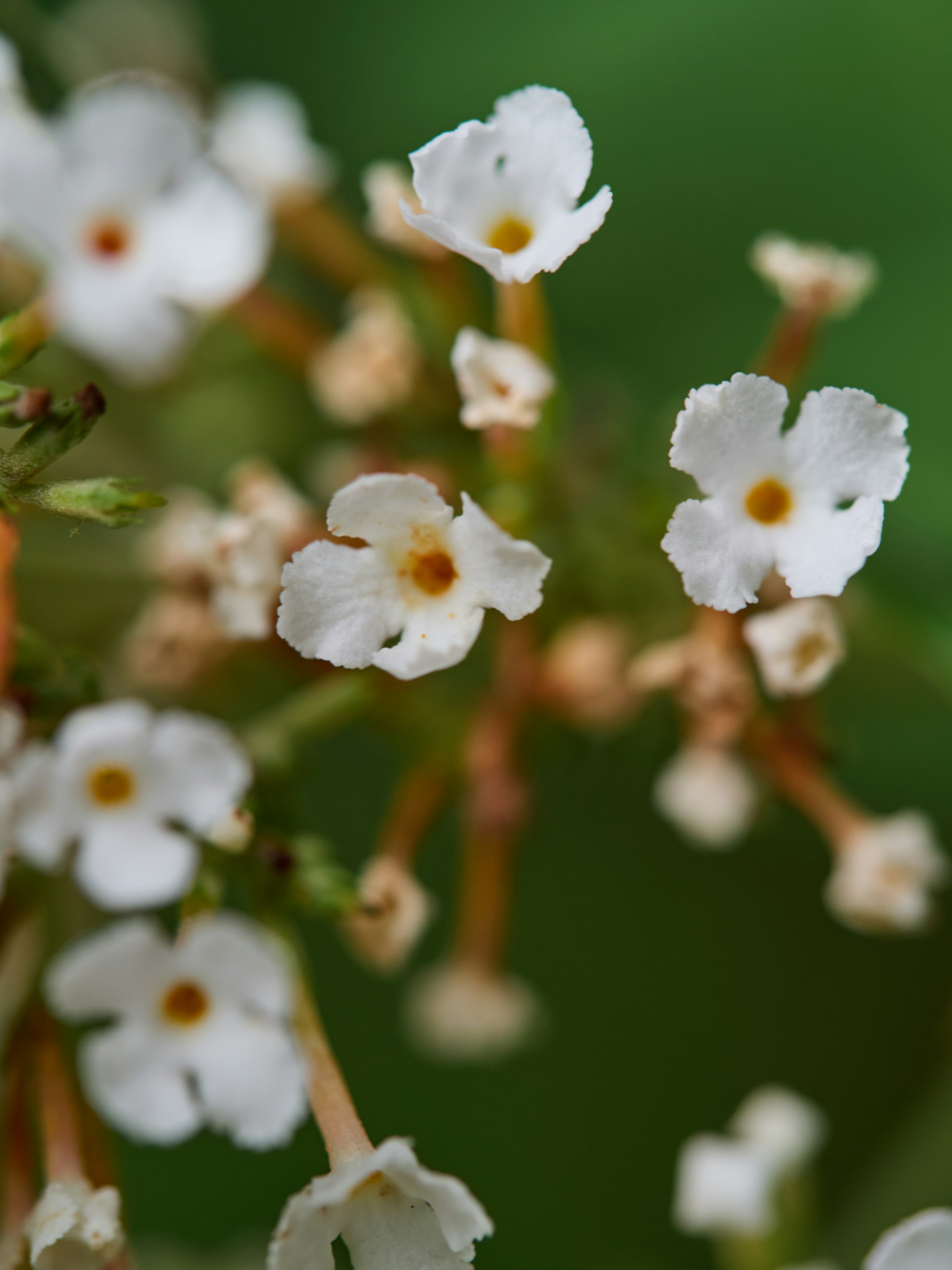 White blossoms at the edge of a soft-focus green backdrop