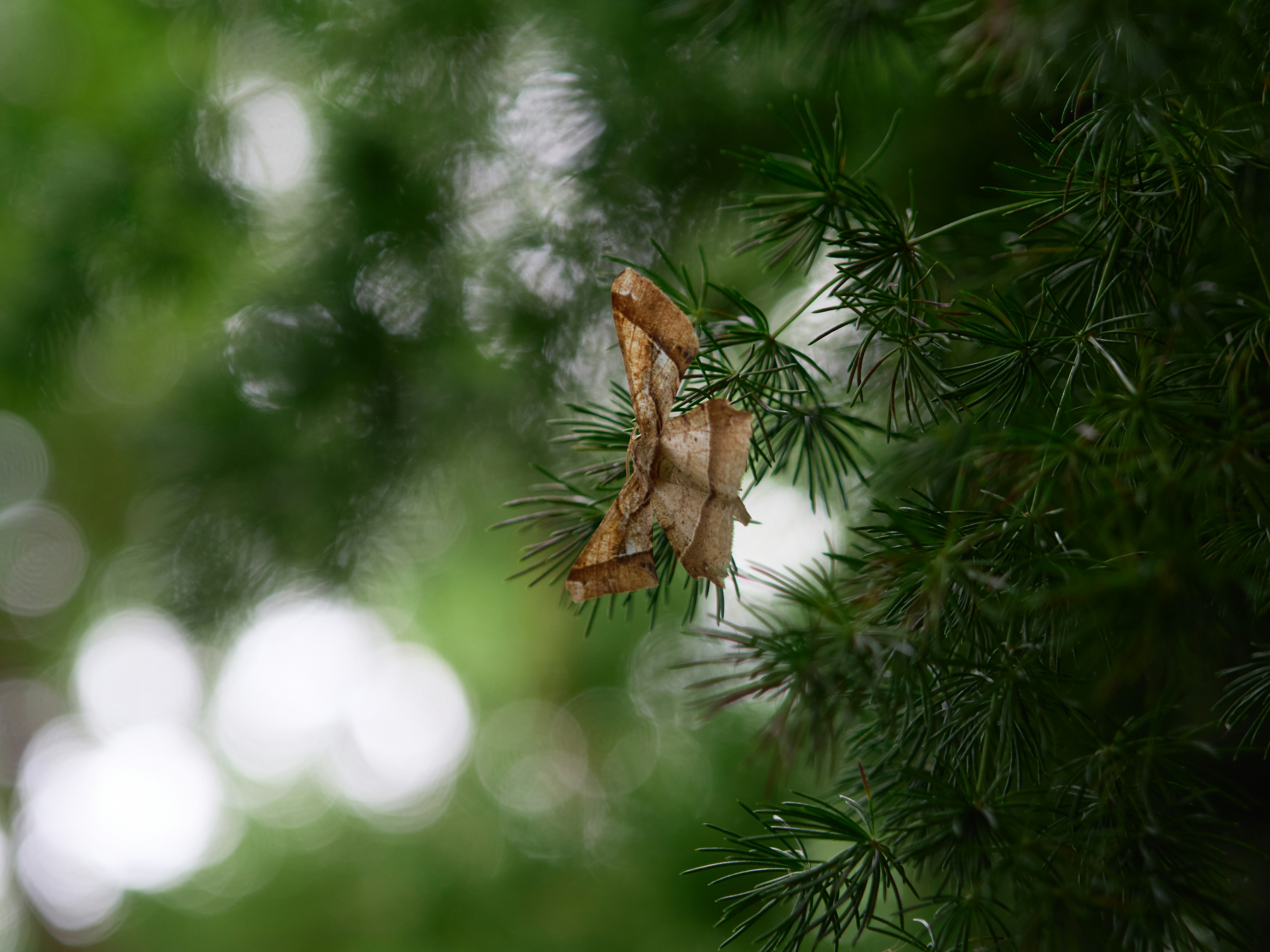 Autumn_leaf in a pine bough: a quiet moment of contrast