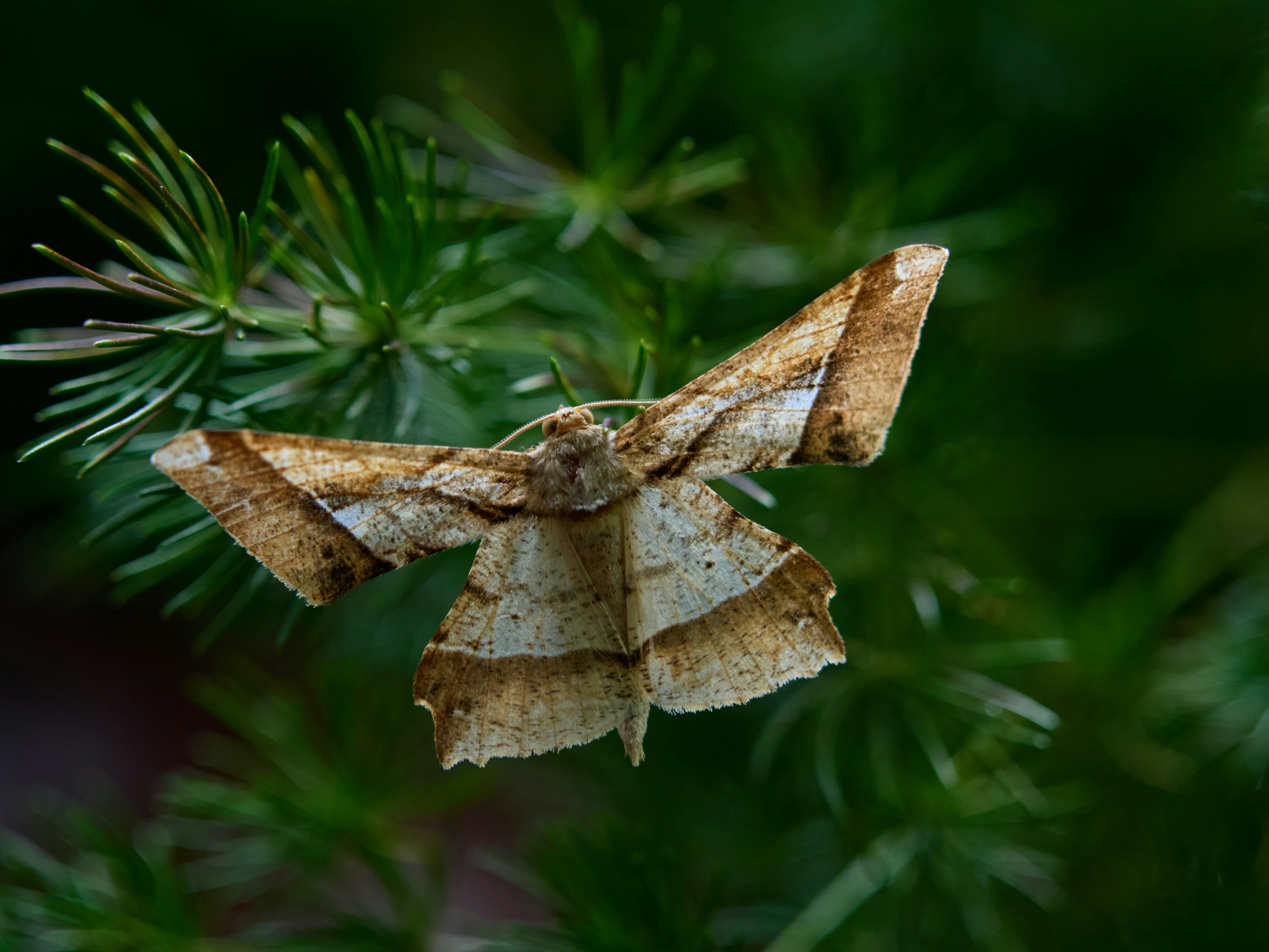 Hushed Camouflage: A Brown Moth Resting Among Needle-like Foliage