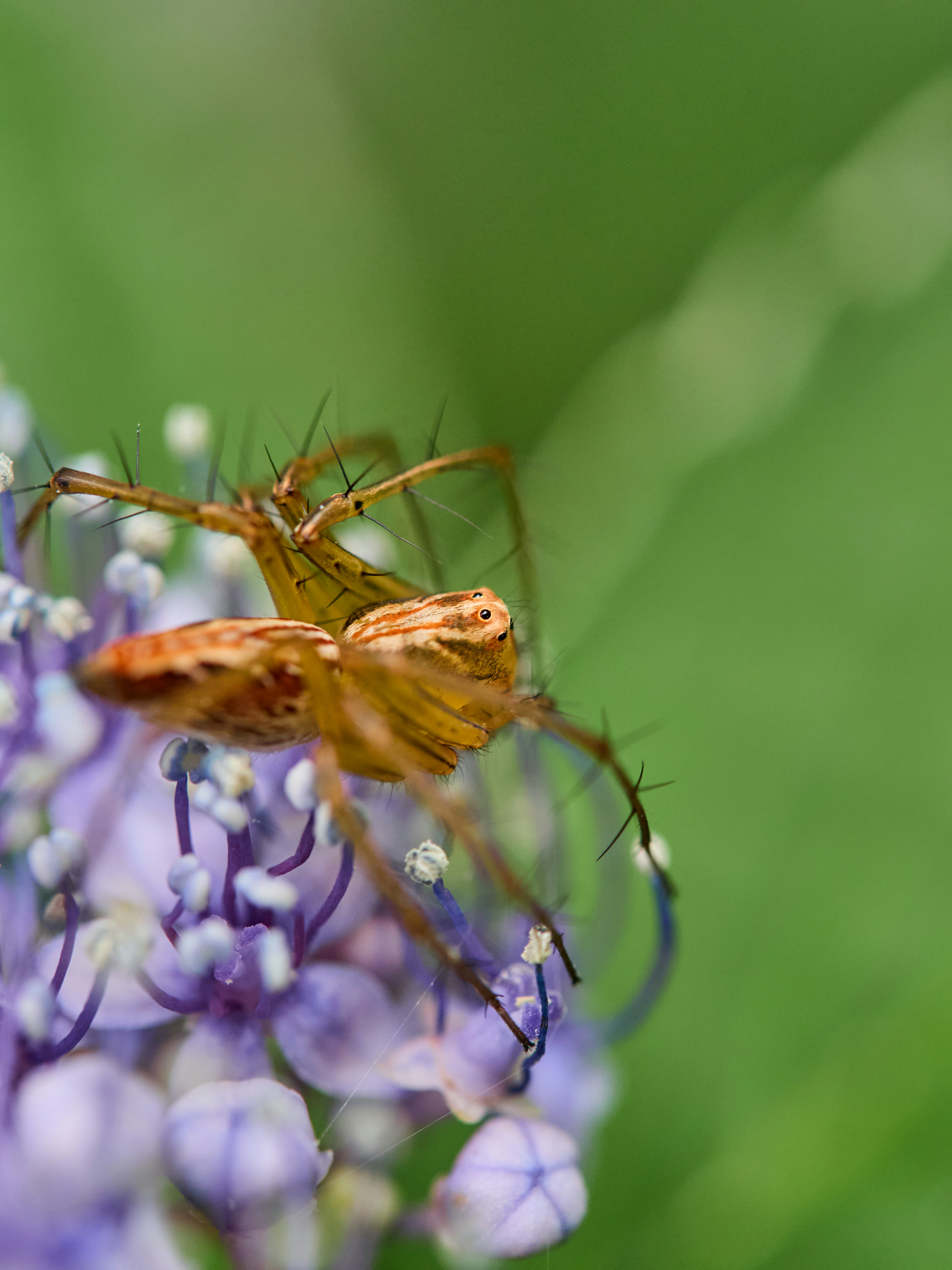 Crimson Spider: A Golden-Hleaped Hunt on Violet Petals