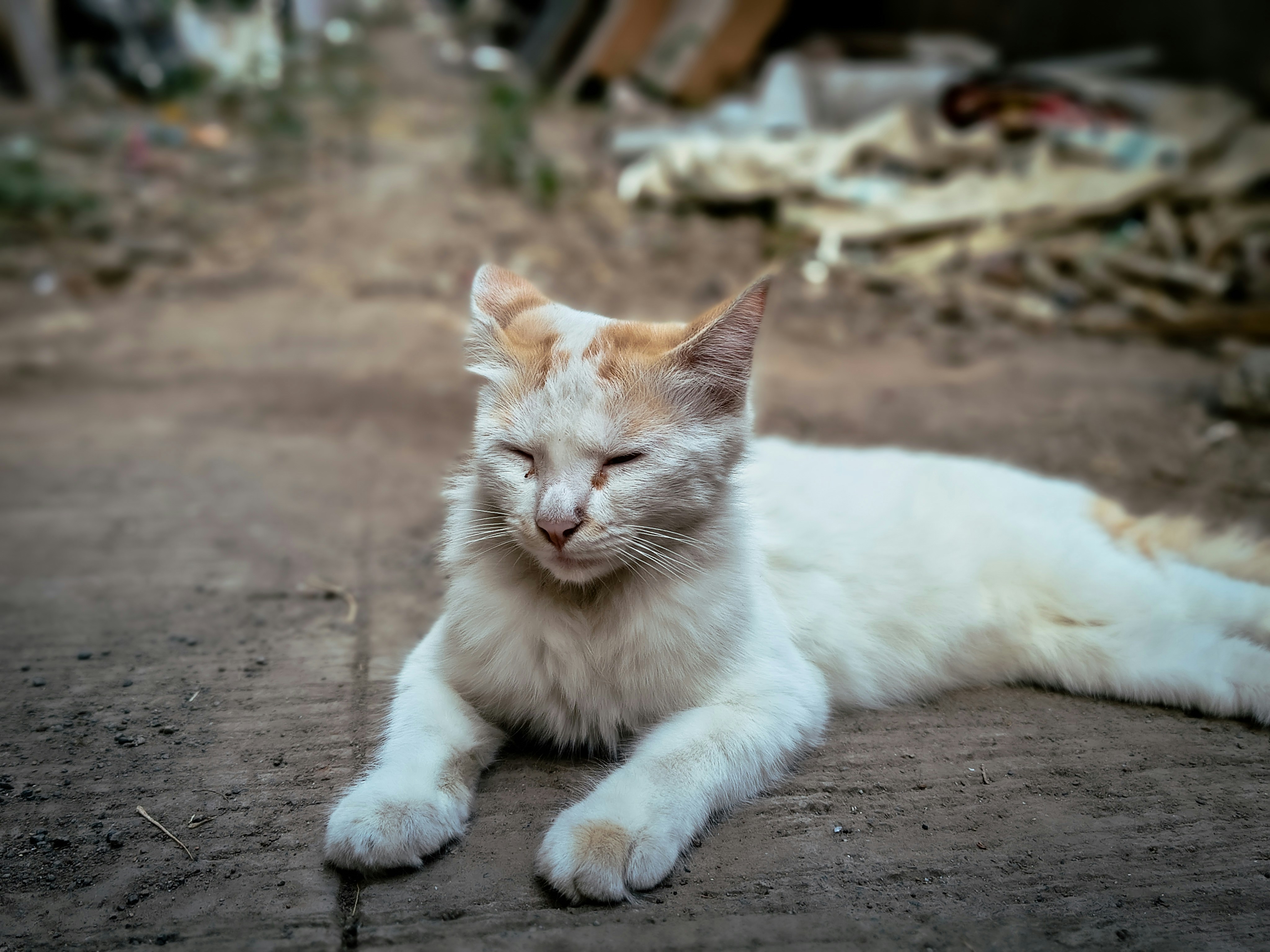 Sunlit nap: a ginger-tinted cat lounging on earthy ground