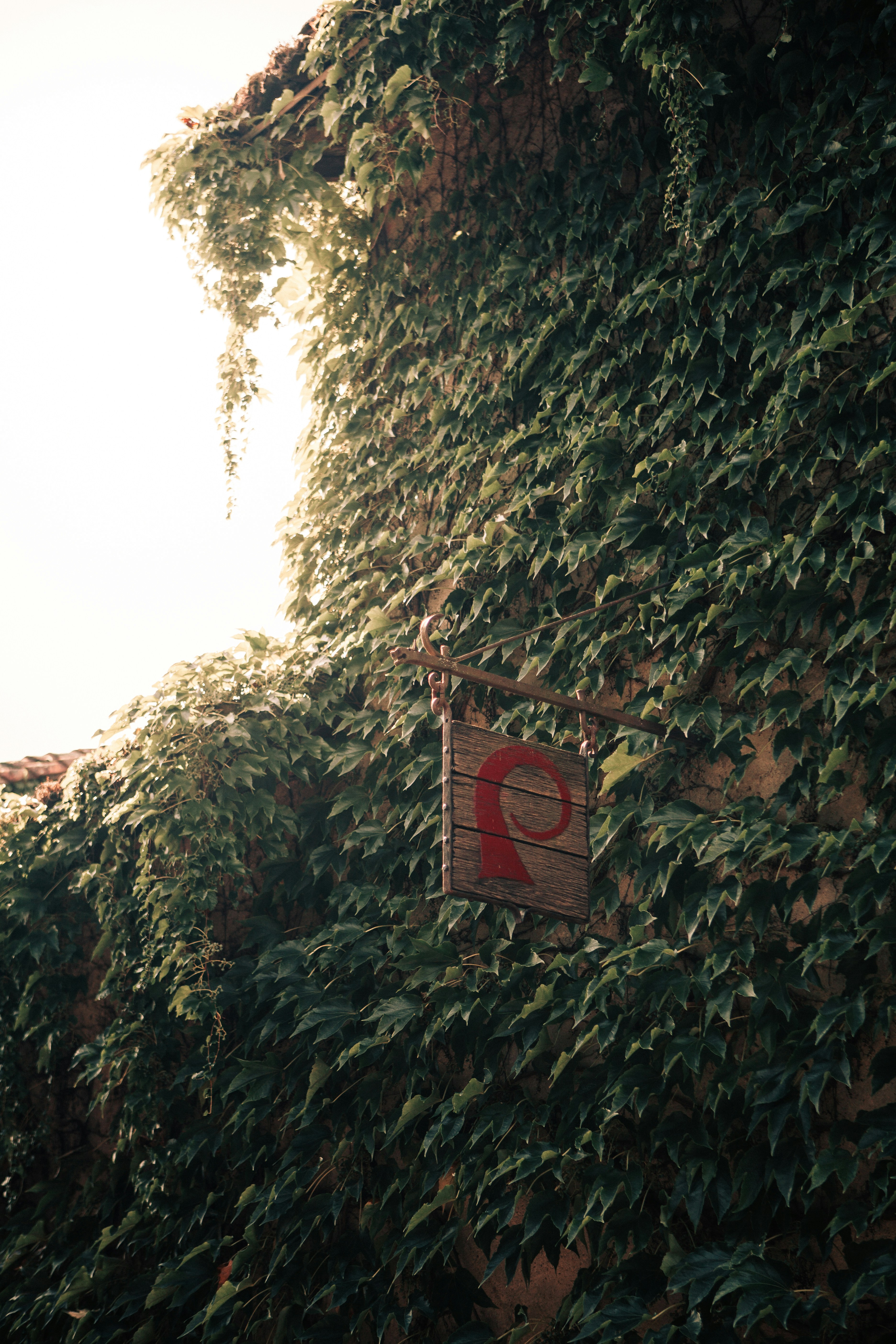 Brick Sign Hidden in Ivy: A Quiet Wall Draped in Green